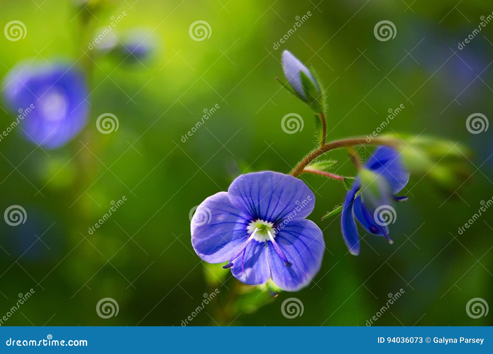 Veronica Small Delicate Flowers Blooming Outdoors Stock Image - Image ...