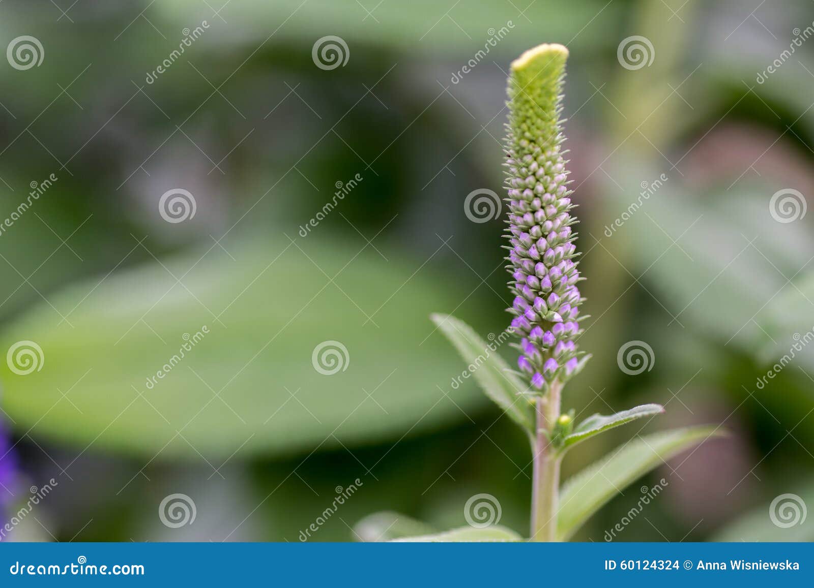 Veronica spicata Christa stock photo. Image of garden - 60124324