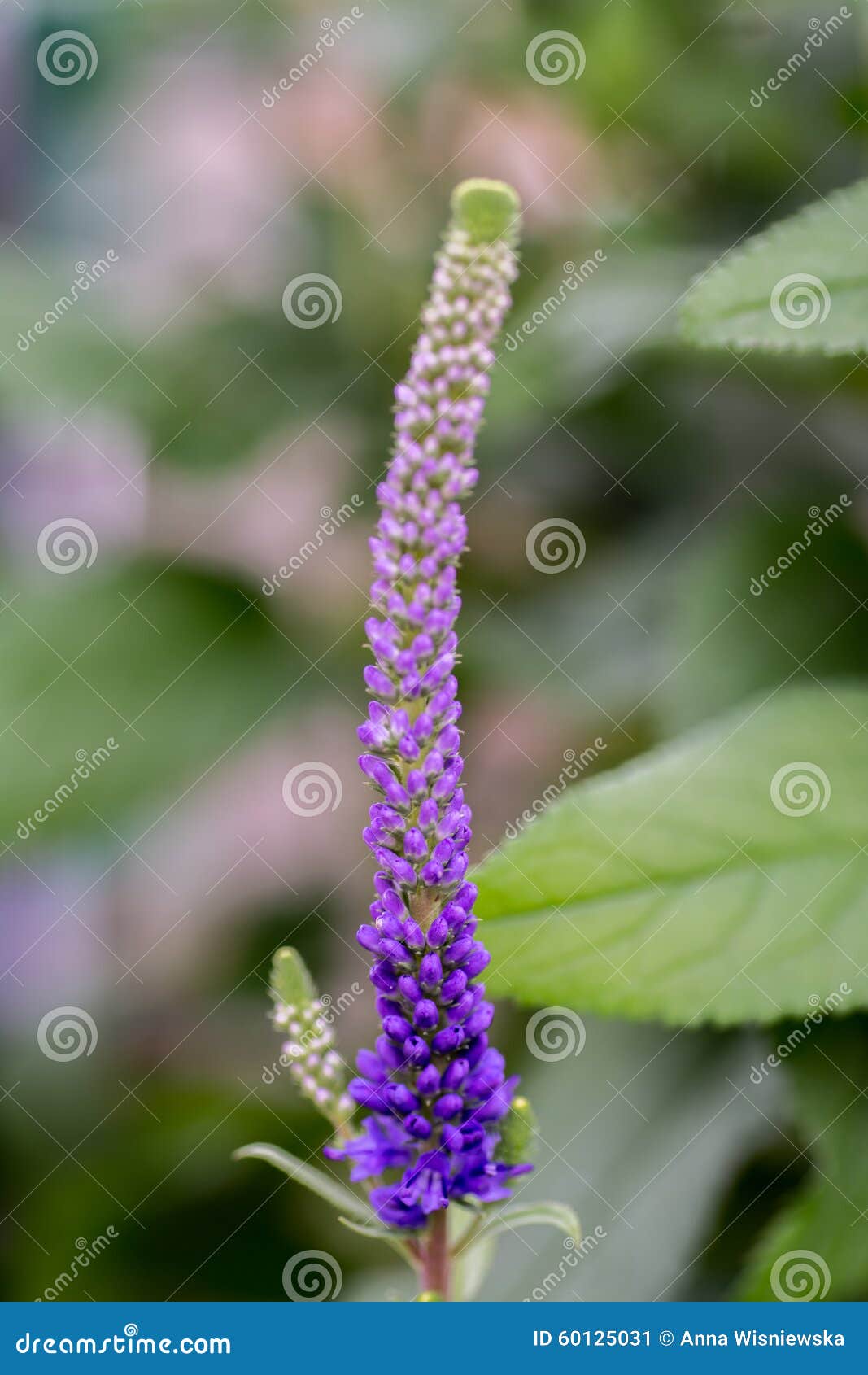 Veronica spicata Christa stock image. Image of spring - 60125031