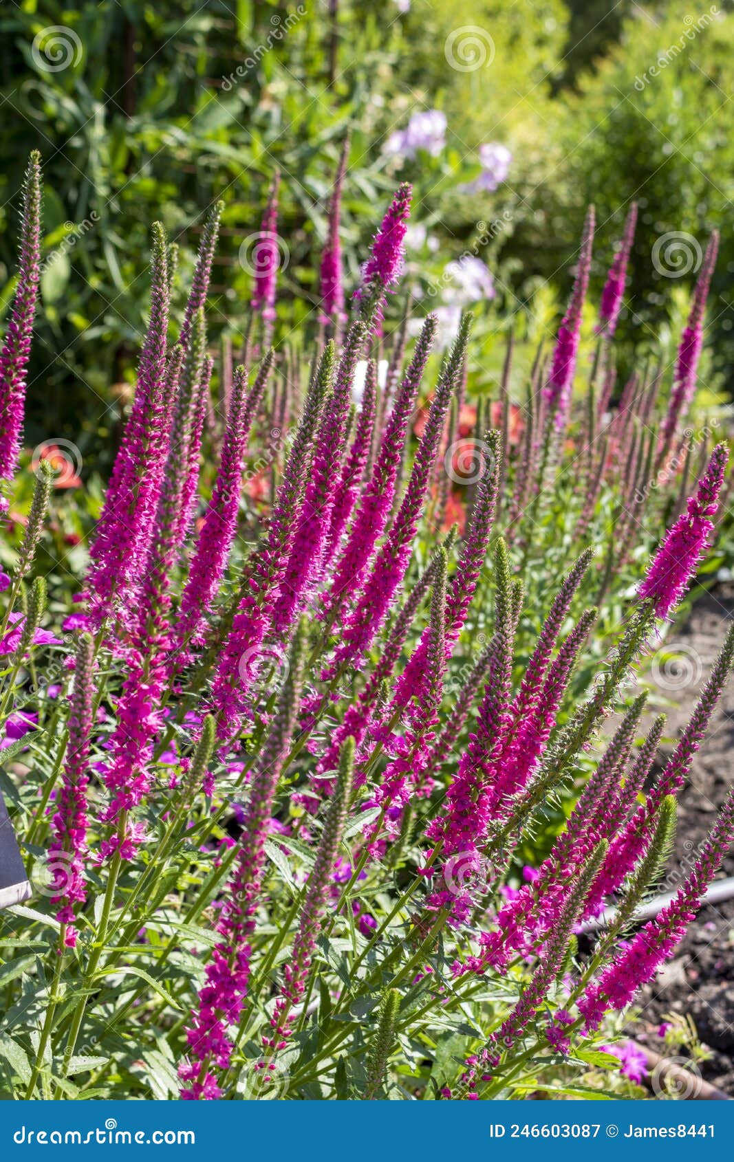 Veronica Spicata `Rotfuchs` Red Fox Stock Image - Image of floral ...