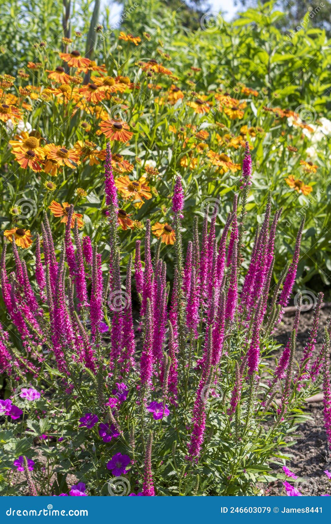 Veronica Spicata `Rotfuchs` Stock Image - Image of bloom, spicata ...