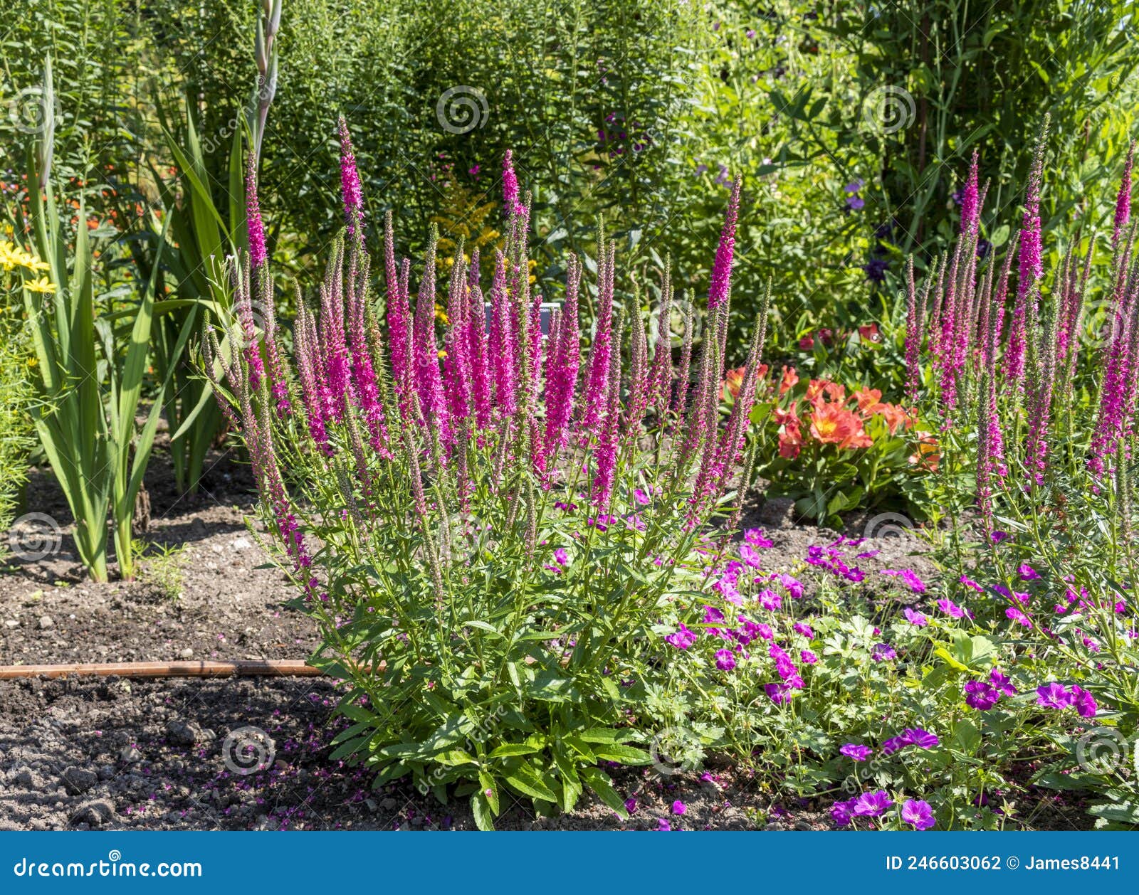Veronica Spicata `Rotfuchs` Stock Photo - Image of grass, meadow: 246603062