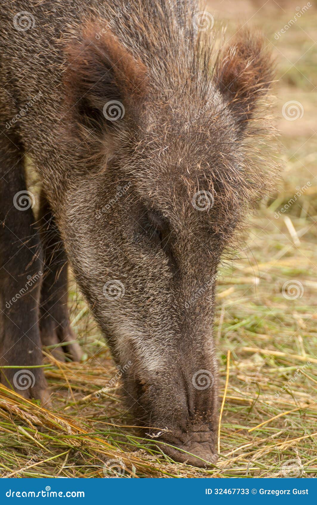 Verraco imagen de archivo. Imagen de prado, bloqueado - 32467733