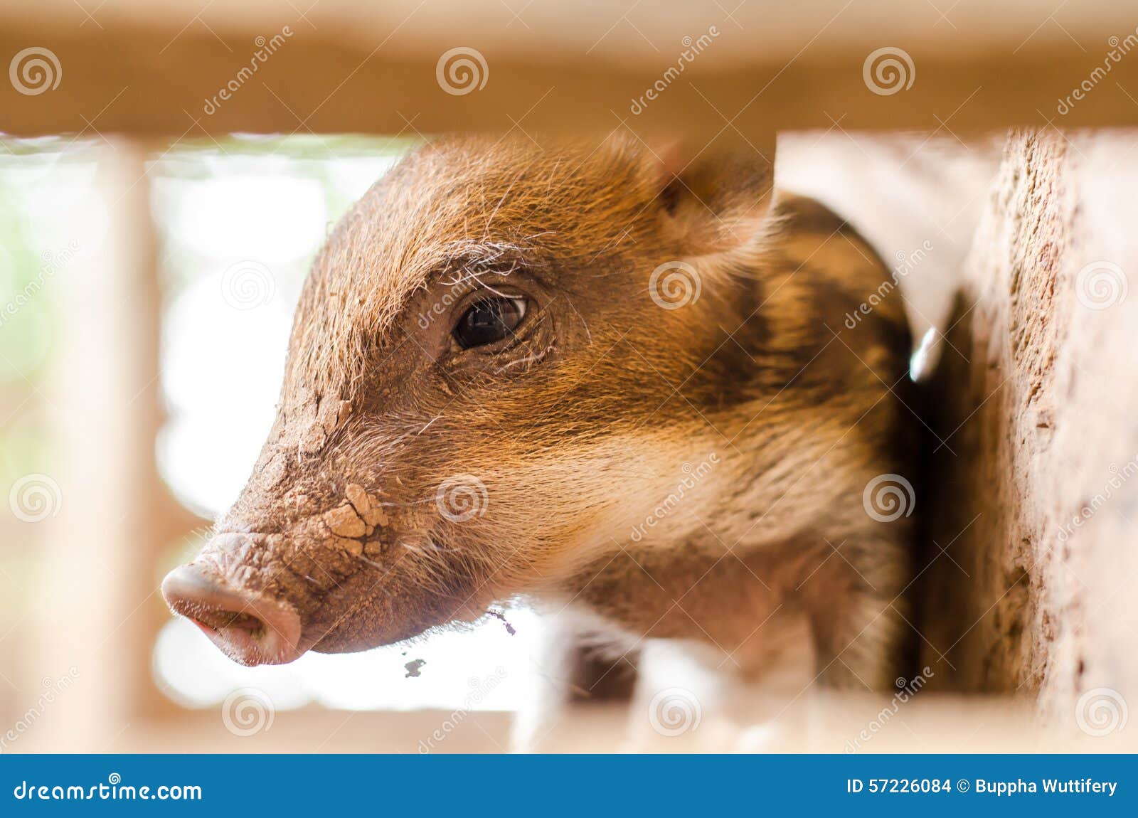 Verraco foto de archivo. Imagen de cerdo, agricultura - 57226084