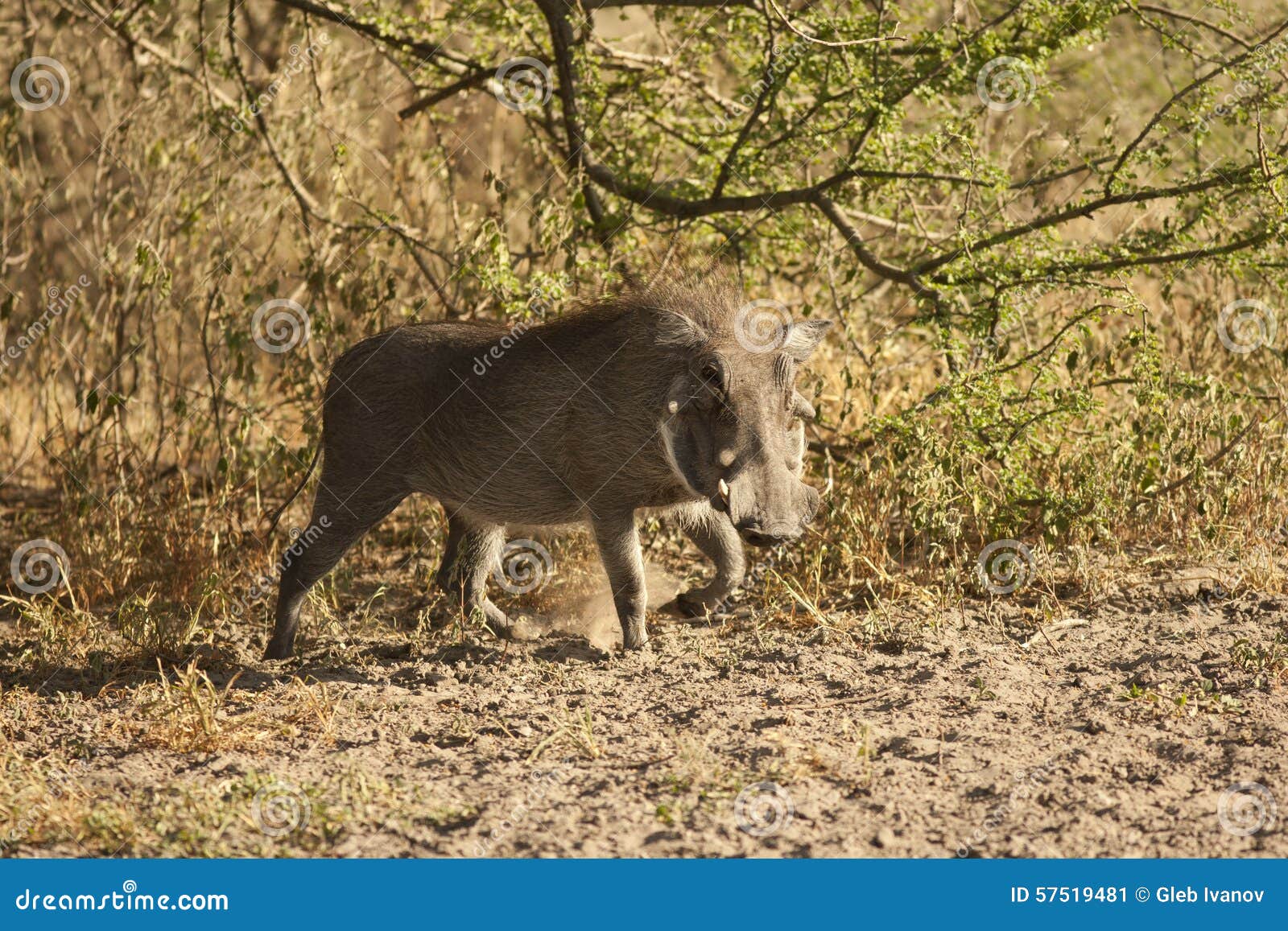 Verraco imagen de archivo. Imagen de hierba, verraco - 57519481