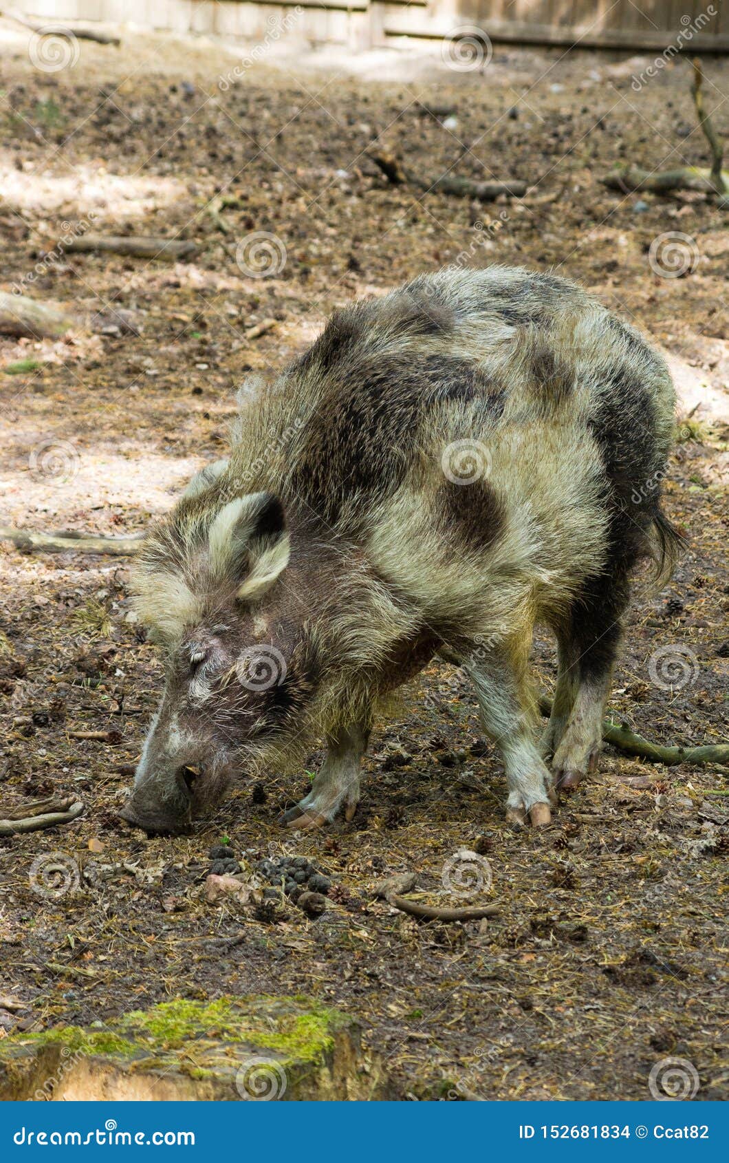 Verraco Blanco En El Bosque Foto de archivo - Imagen de verraco, piel ...