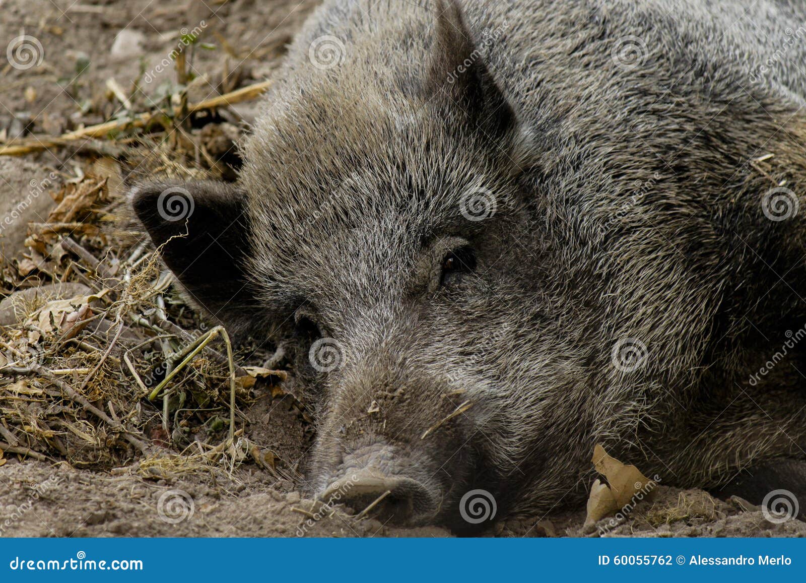 Verraco cansado foto de archivo. Imagen de relaje, relajado - 60055762