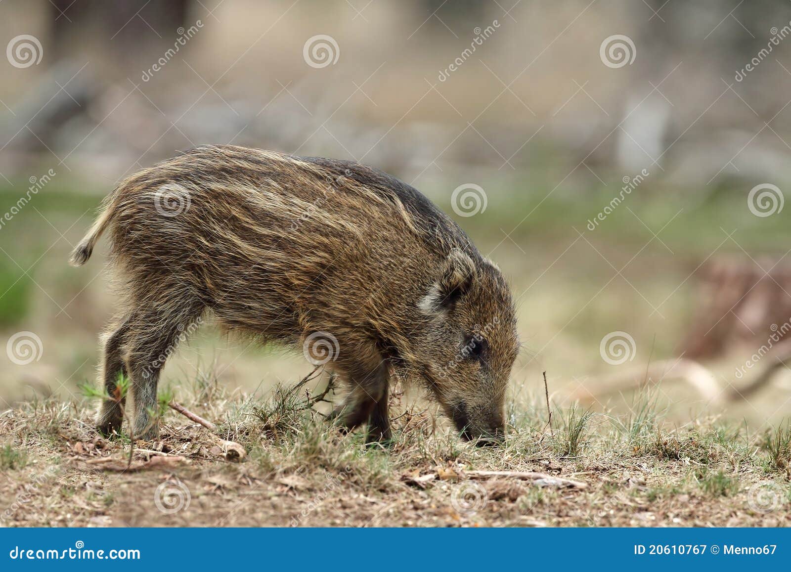 Verraco de Litte imagen de archivo. Imagen de fauna, salvaje - 20610767