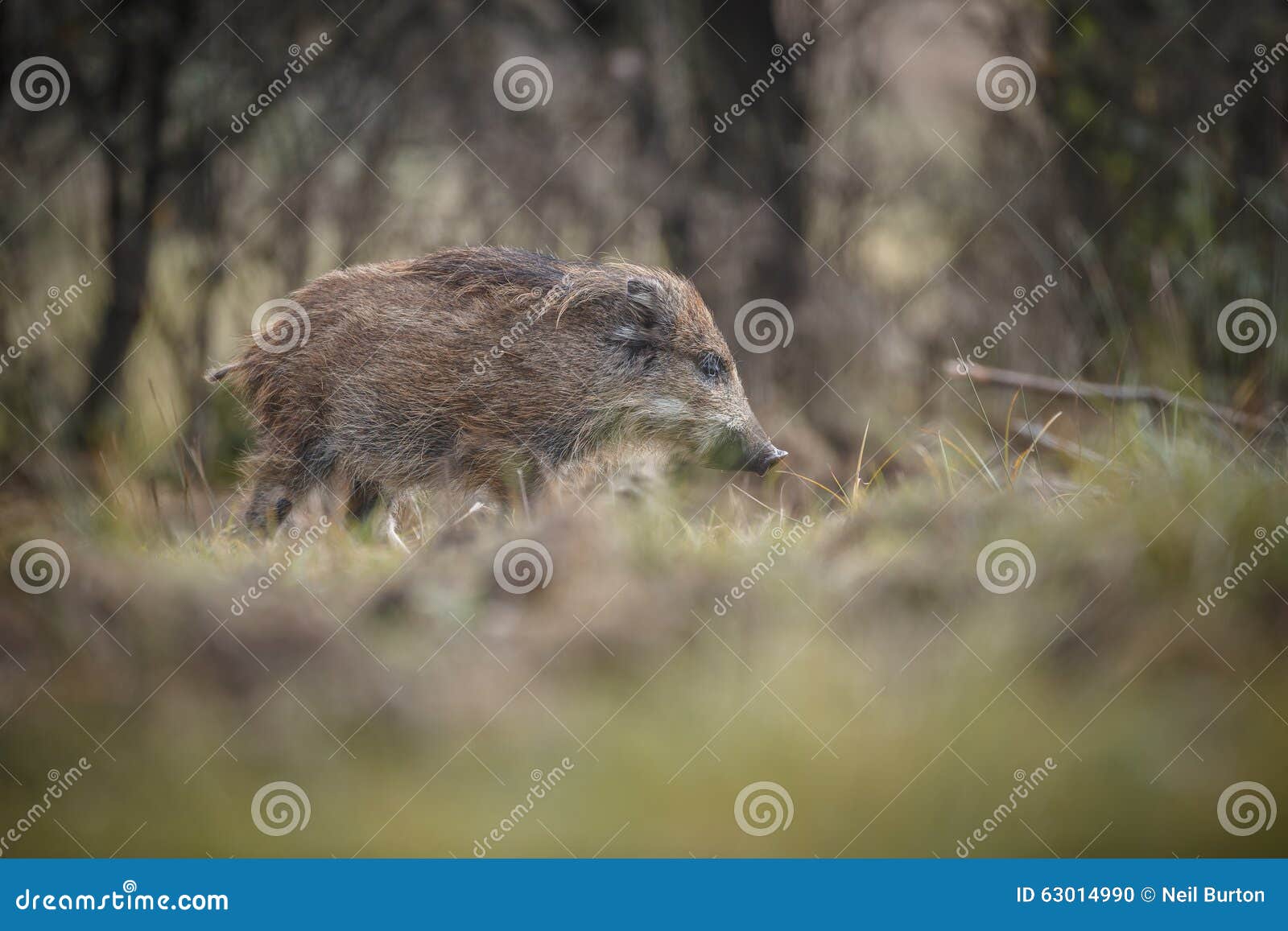 Verraco joven foto de archivo. Imagen de cerdo, retrato - 63014990