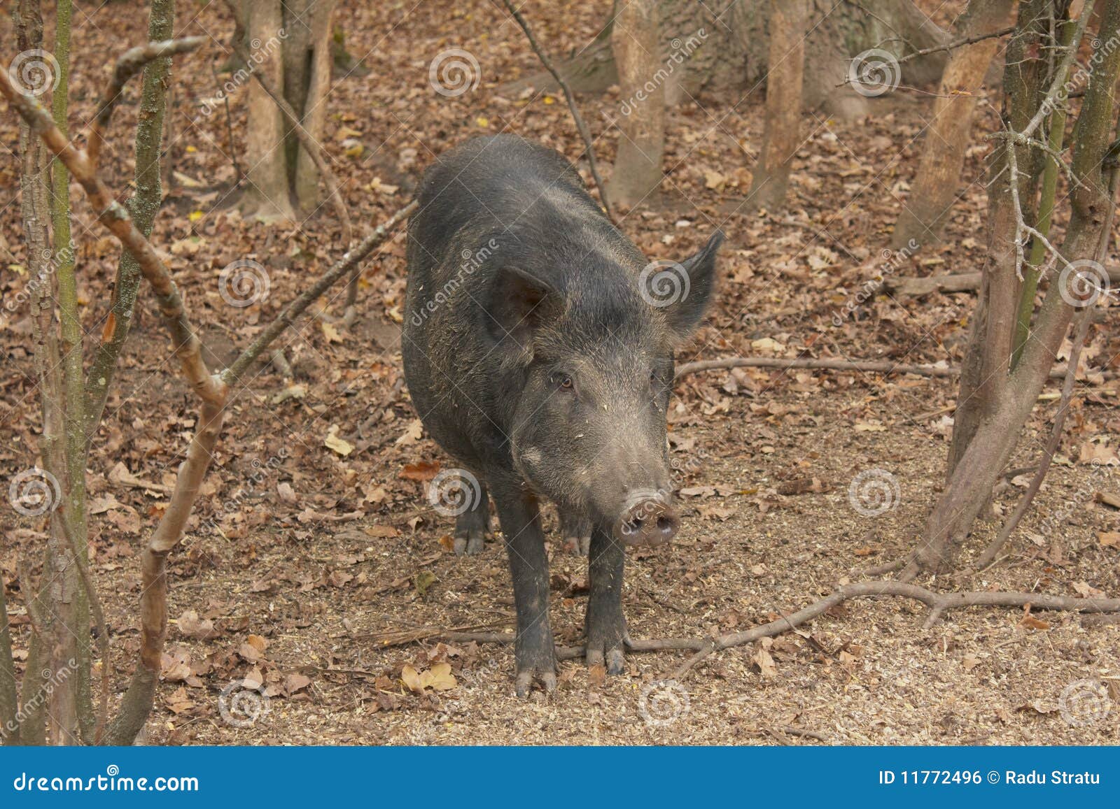 Verraco salvaje foto de archivo. Imagen de verraco, animal - 11772496