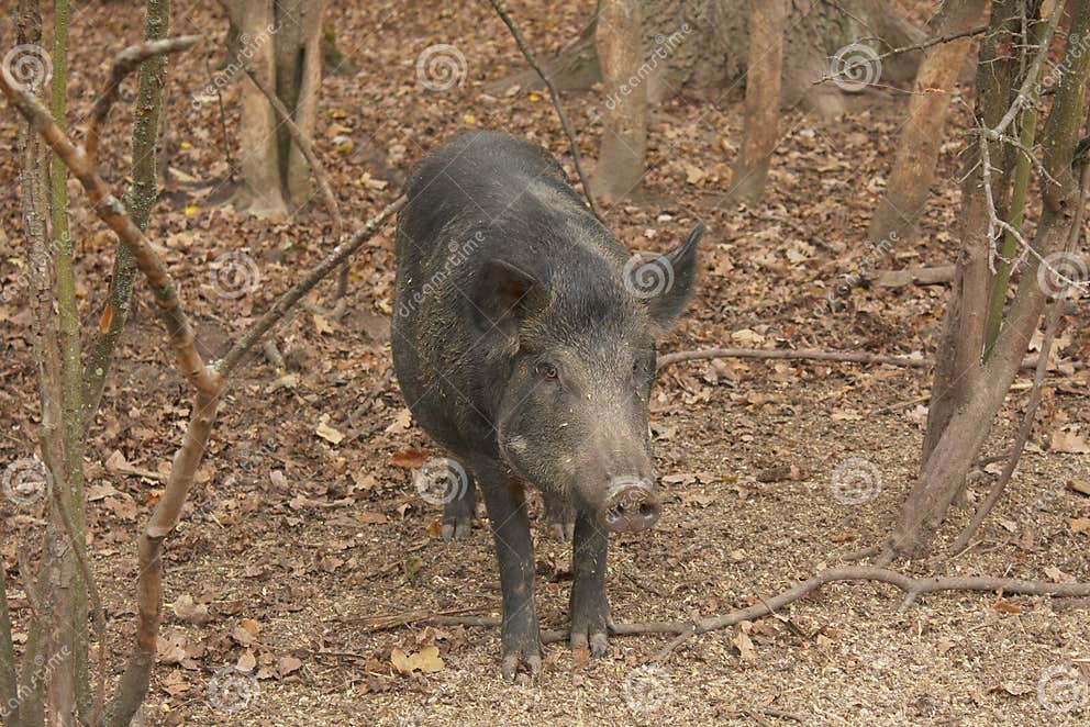 Verraco salvaje foto de archivo. Imagen de verraco, animal - 11772496