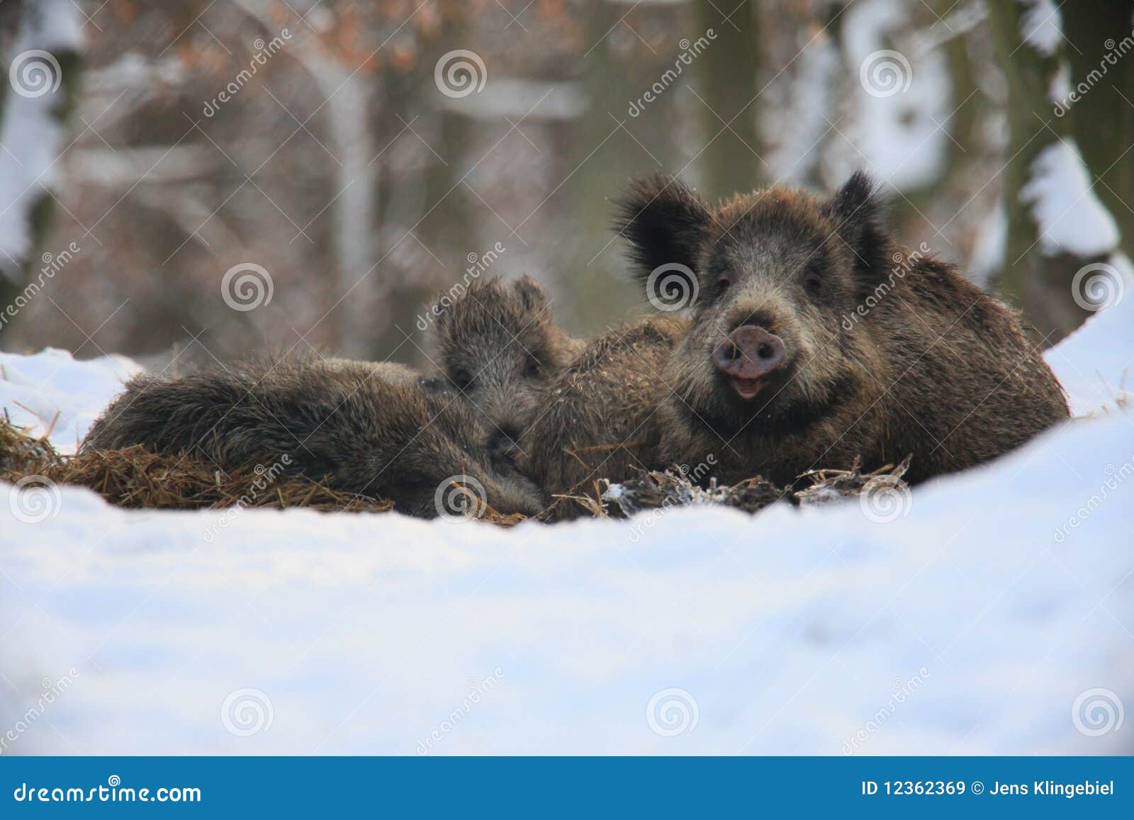 Verraco salvaje imagen de archivo. Imagen de cerdo, bosque - 12362369