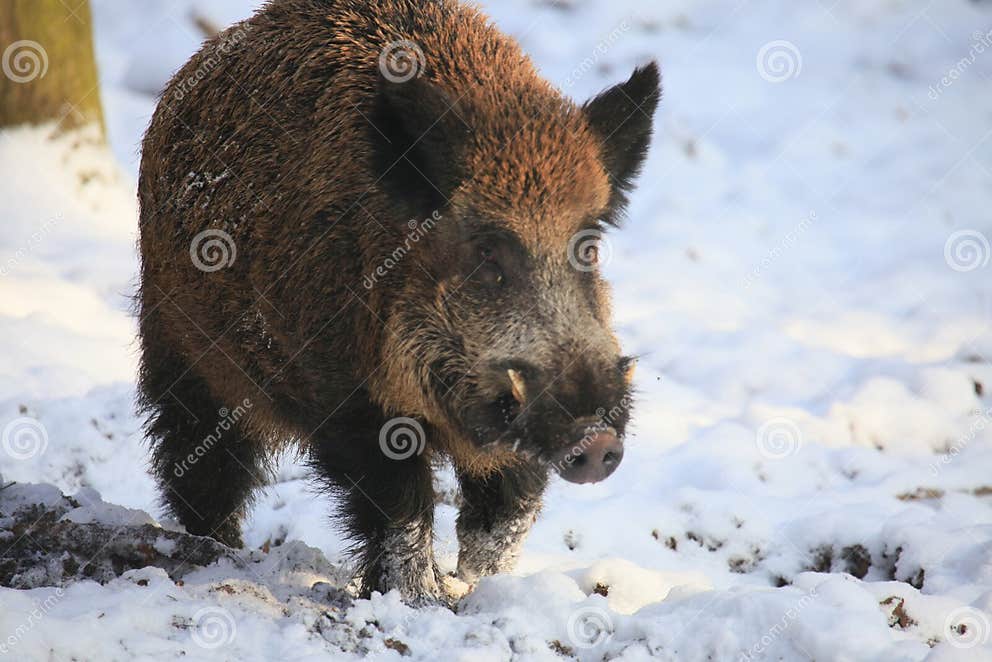 Verraco salvaje imagen de archivo. Imagen de cerdo, granja - 12367217