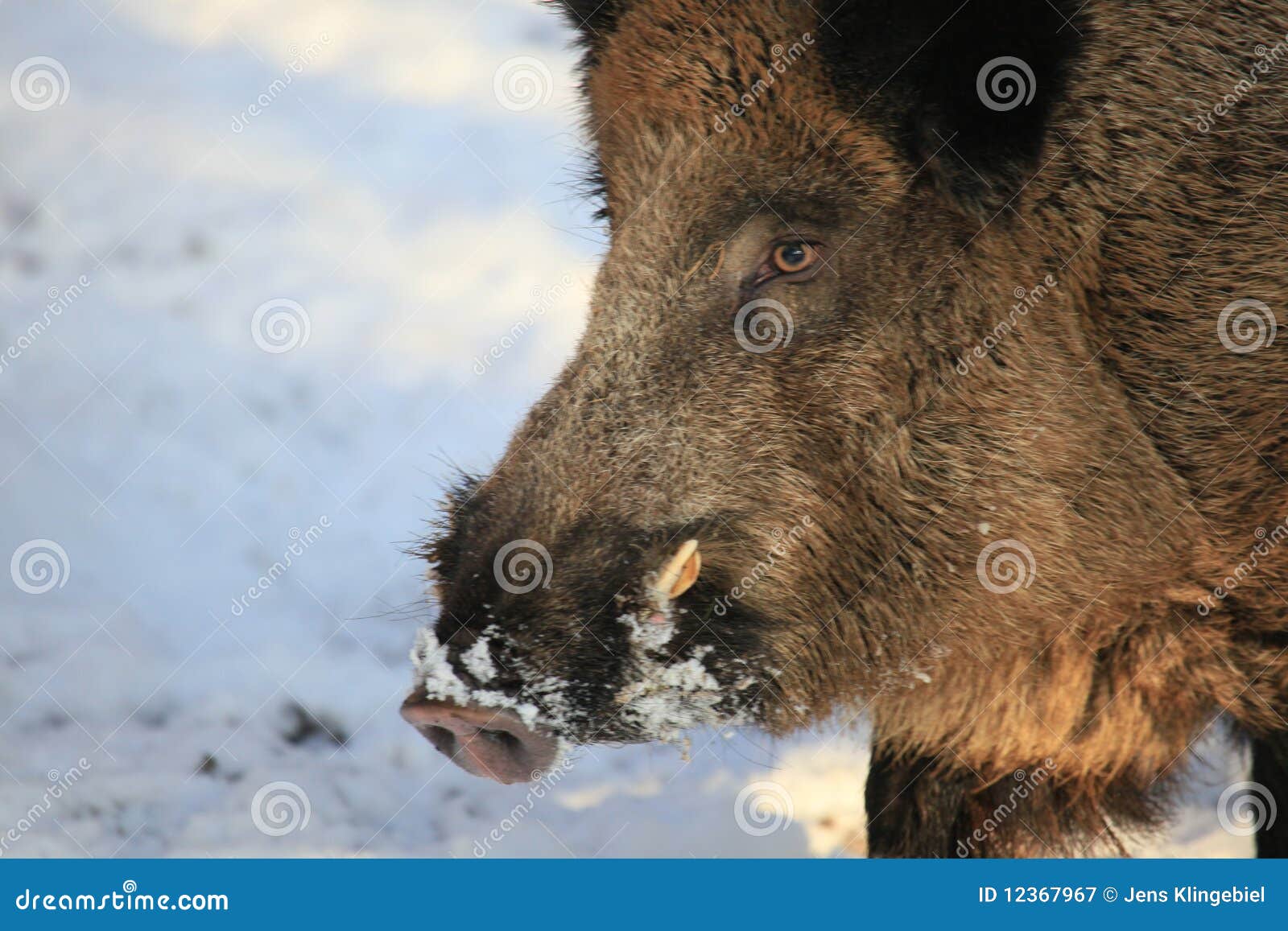 Verraco salvaje imagen de archivo. Imagen de reserva - 12367967