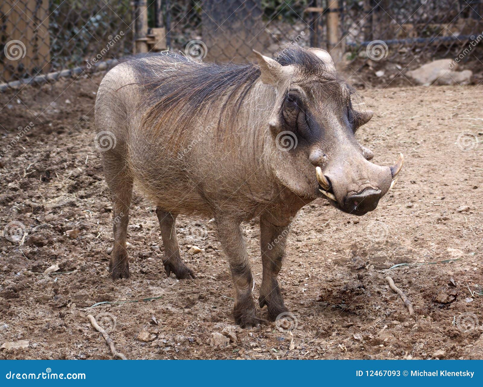 Verraco salvaje imagen de archivo. Imagen de salvaje - 12467093