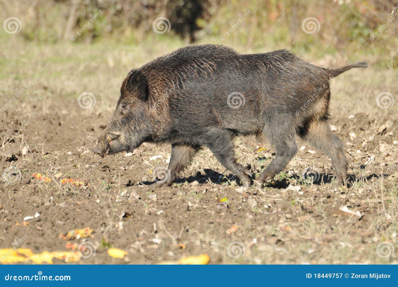 Verraco salvaje imagen de archivo. Imagen de verraco - 18449757