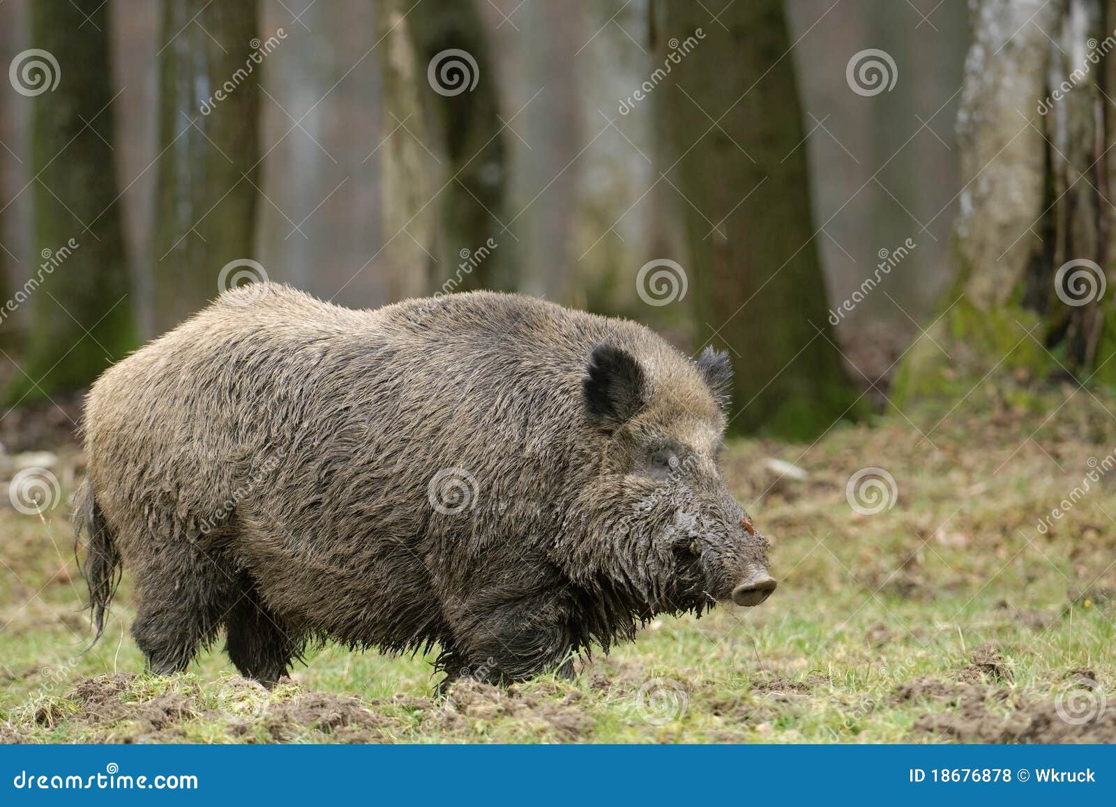Verraco salvaje foto de archivo. Imagen de salvaje, madera - 18676878