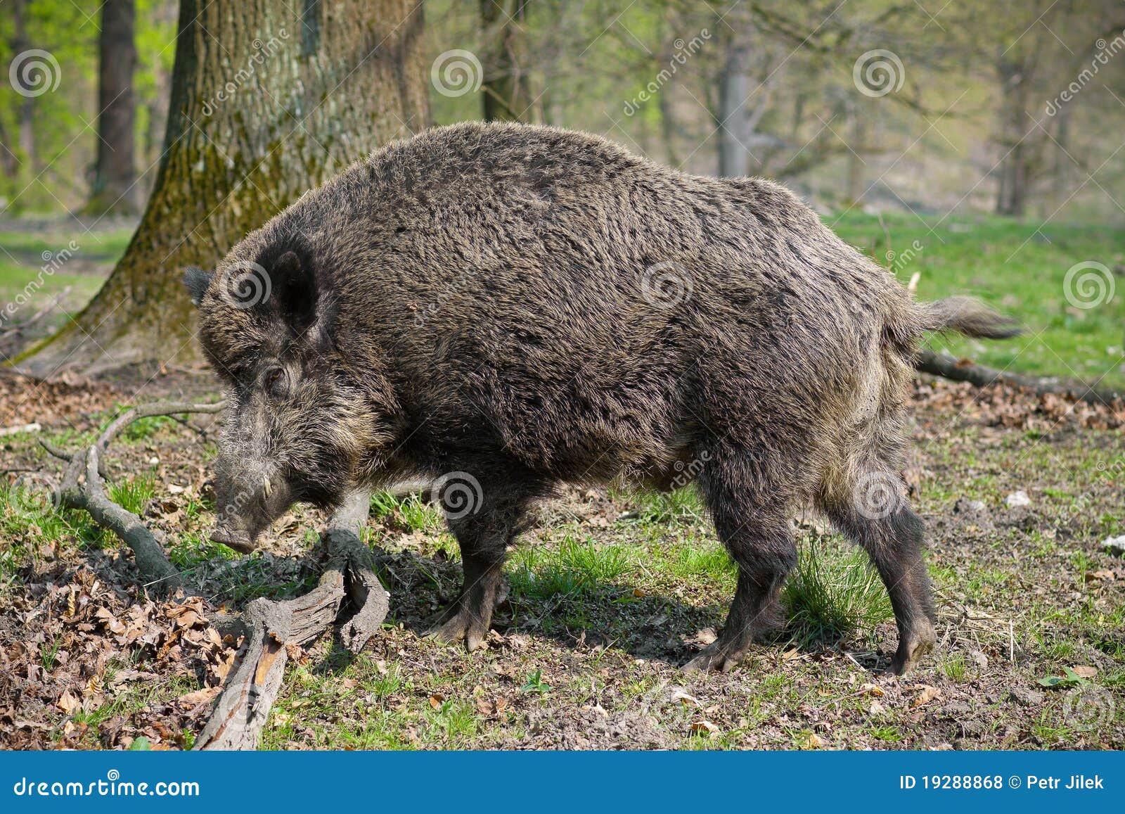 Verraco salvaje foto de archivo. Imagen de naturalizado - 19288868