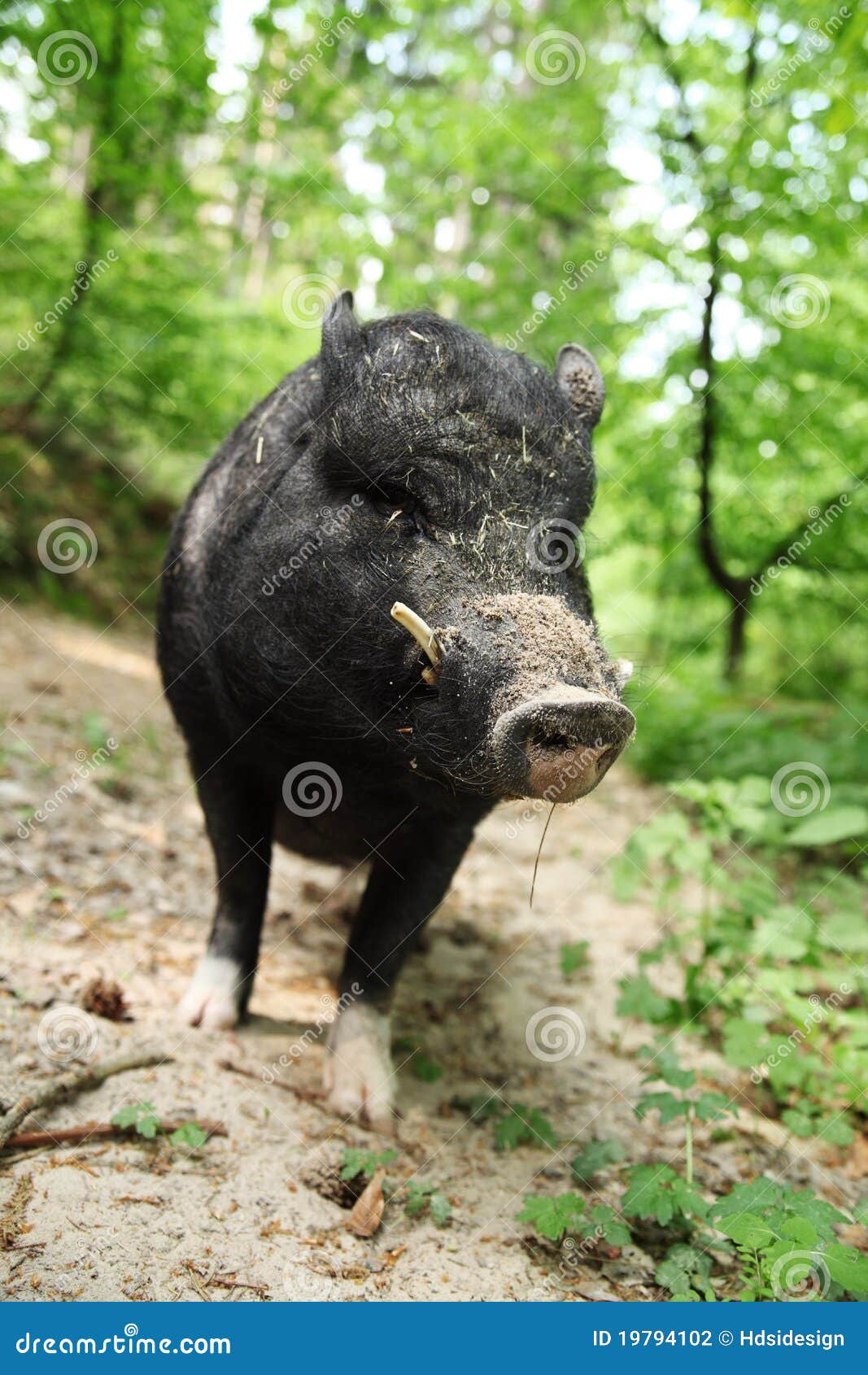 Verraco salvaje foto de archivo. Imagen de cubo, salvaje - 19794102