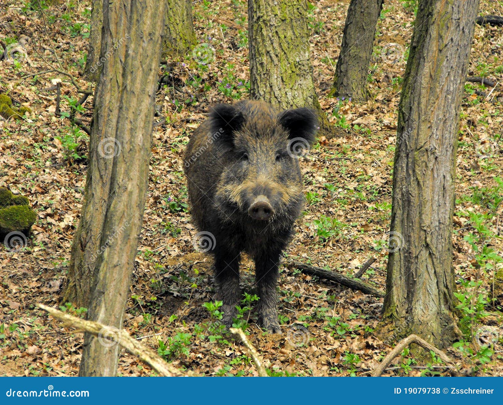 Verraco salvaje 2 foto de archivo. Imagen de cerdo, fauna - 19079738