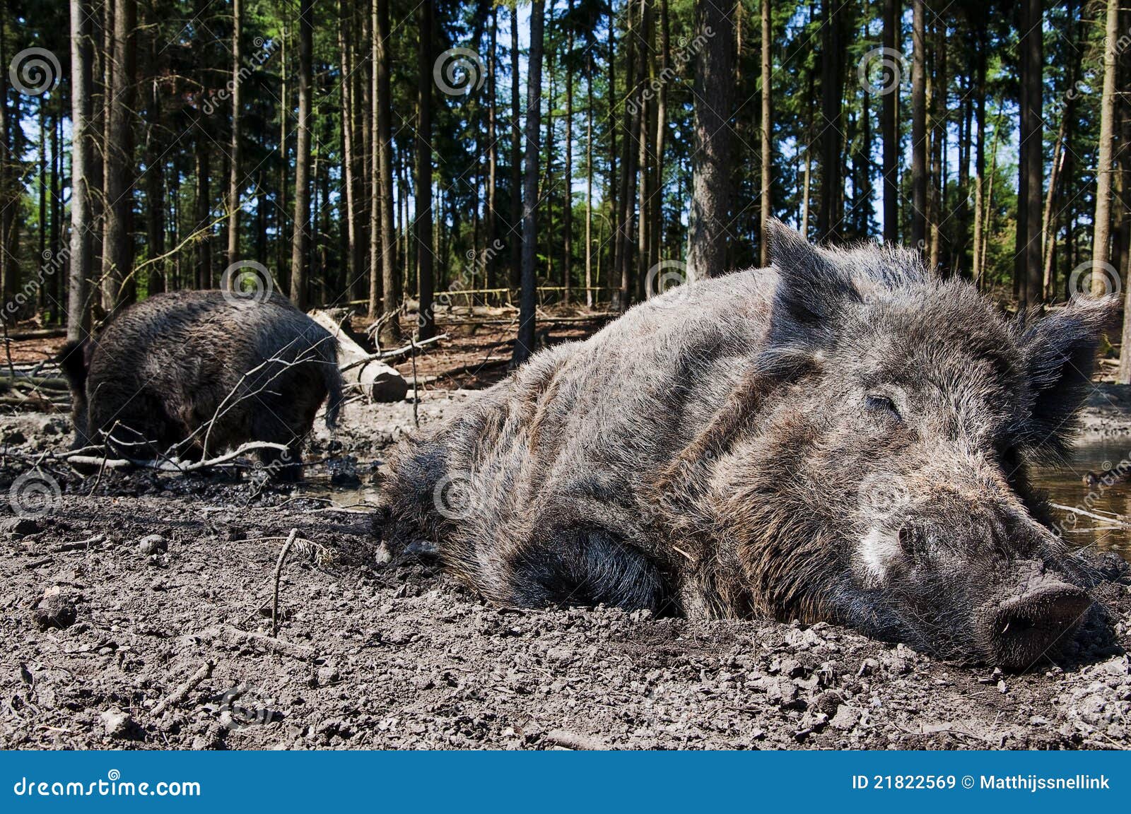 Verraco salvaje imagen de archivo. Imagen de cerdo, salvaje - 21822569