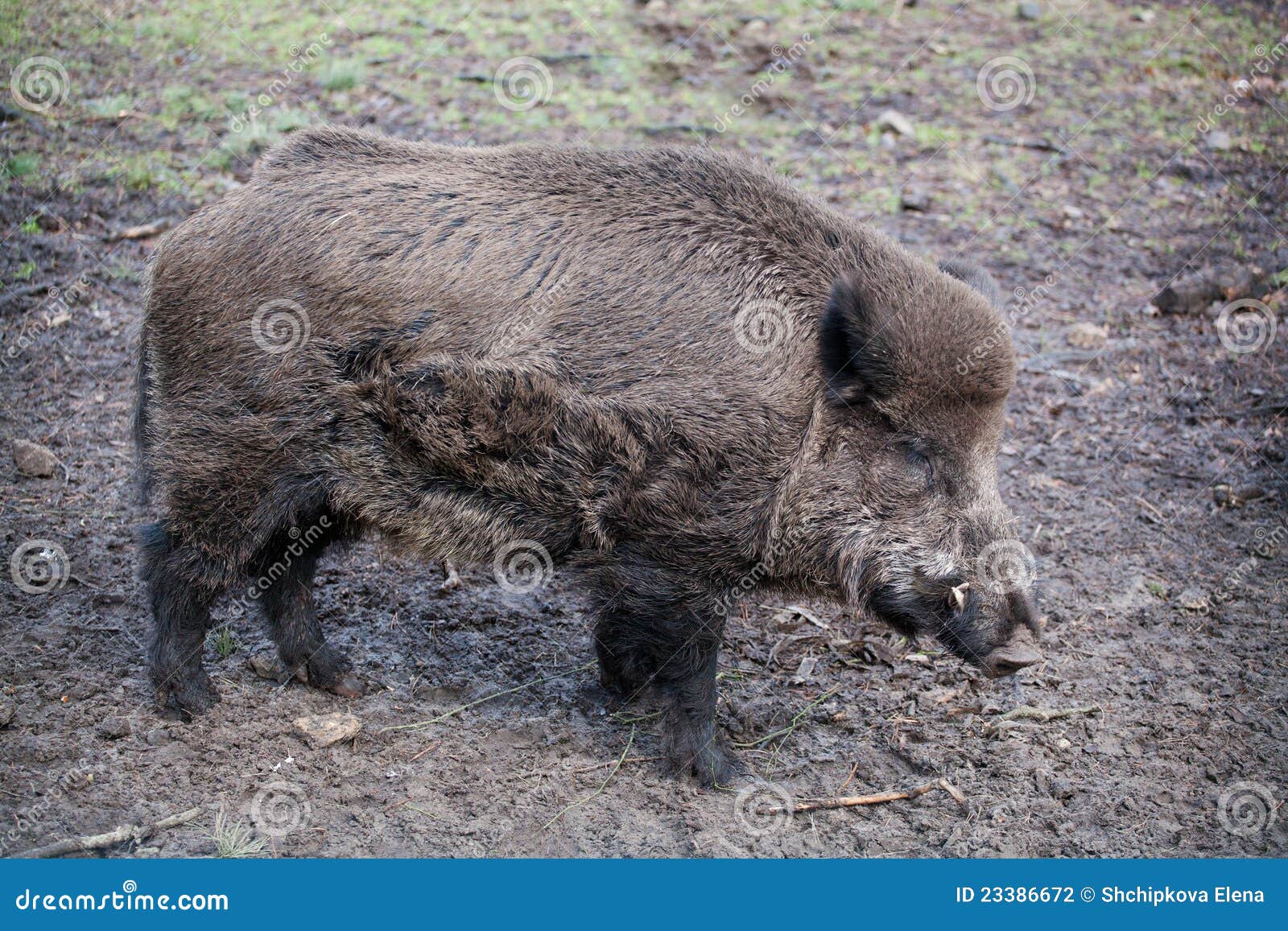 Verraco salvaje foto de archivo. Imagen de reserva, bielorrusia - 23386672
