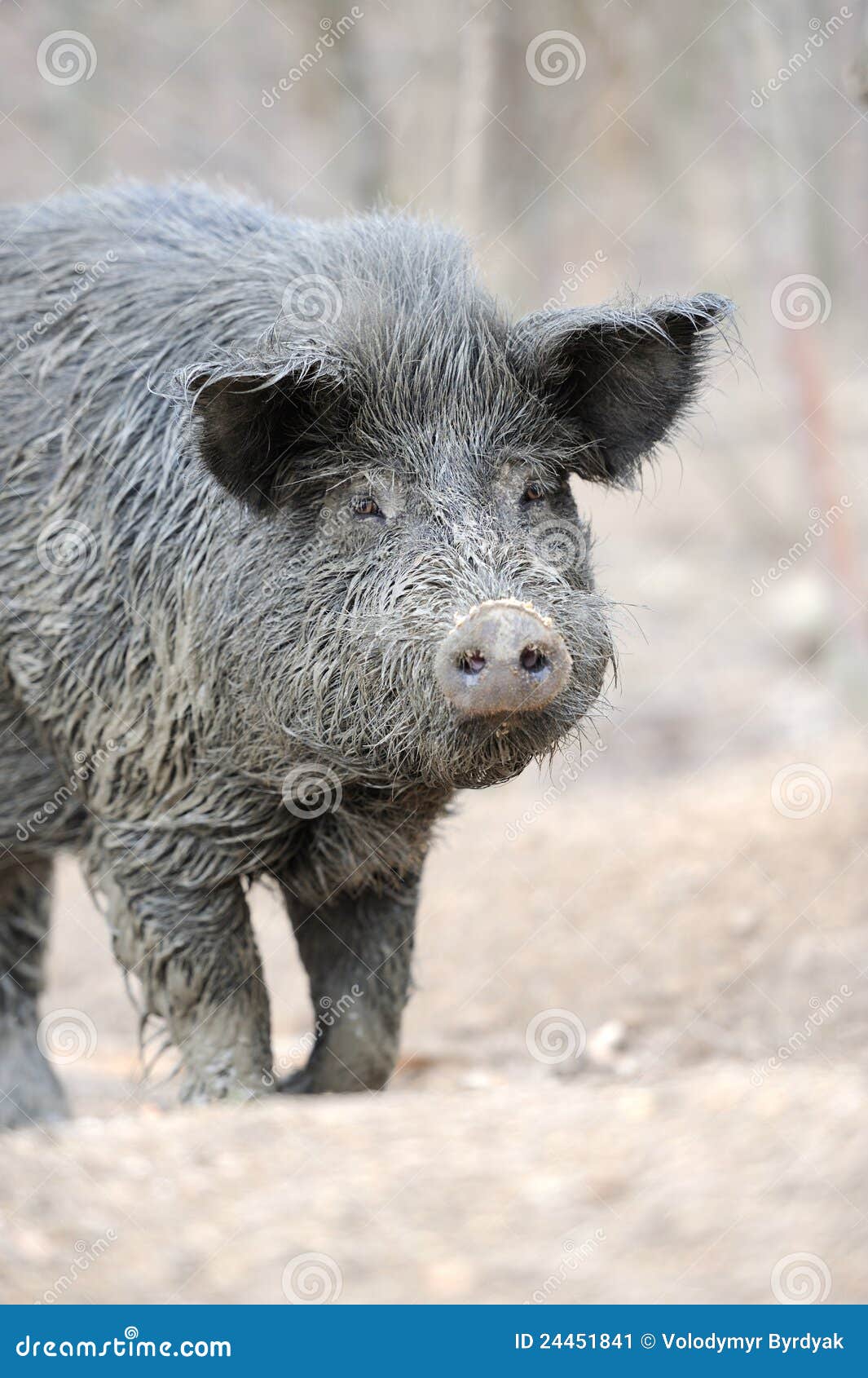 Verraco salvaje imagen de archivo. Imagen de verraco - 24451841