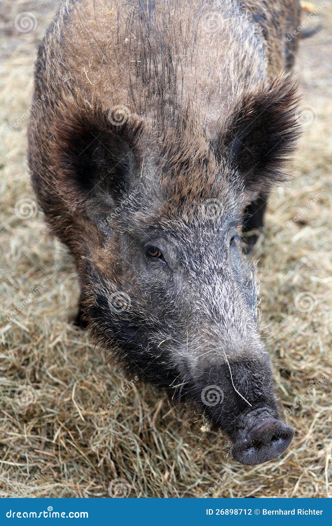 Verraco salvaje foto de archivo. Imagen de animal, coto - 26898712