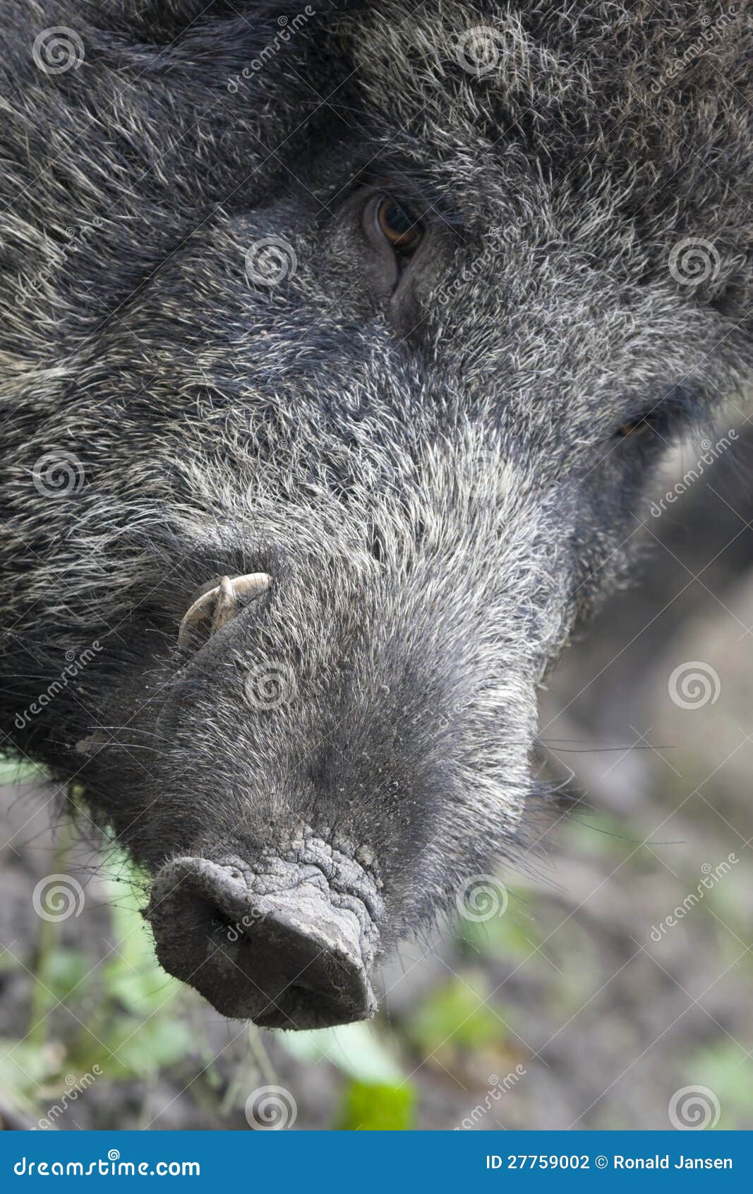 Verraco salvaje foto de archivo. Imagen de grande, juego - 27759002