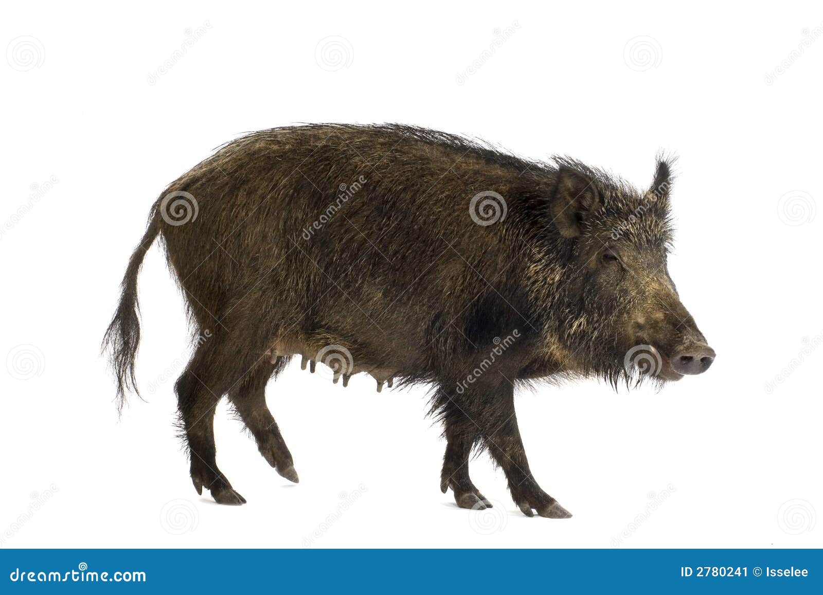 Verraco salvaje imagen de archivo. Imagen de cerda, animal - 2780241