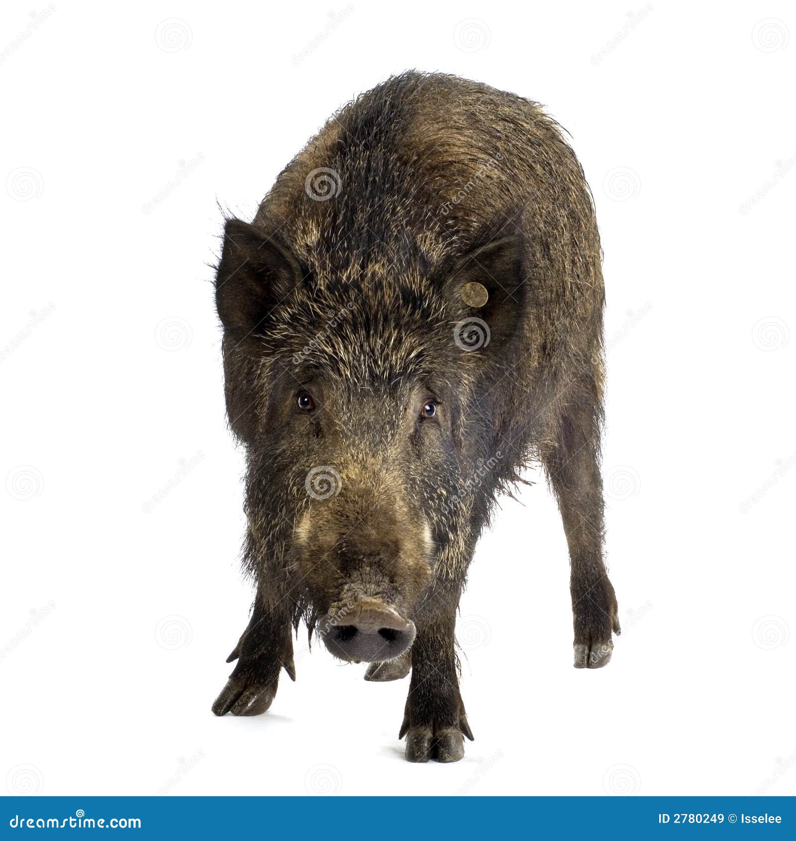 Verraco salvaje imagen de archivo. Imagen de verraco, blanco - 2780249