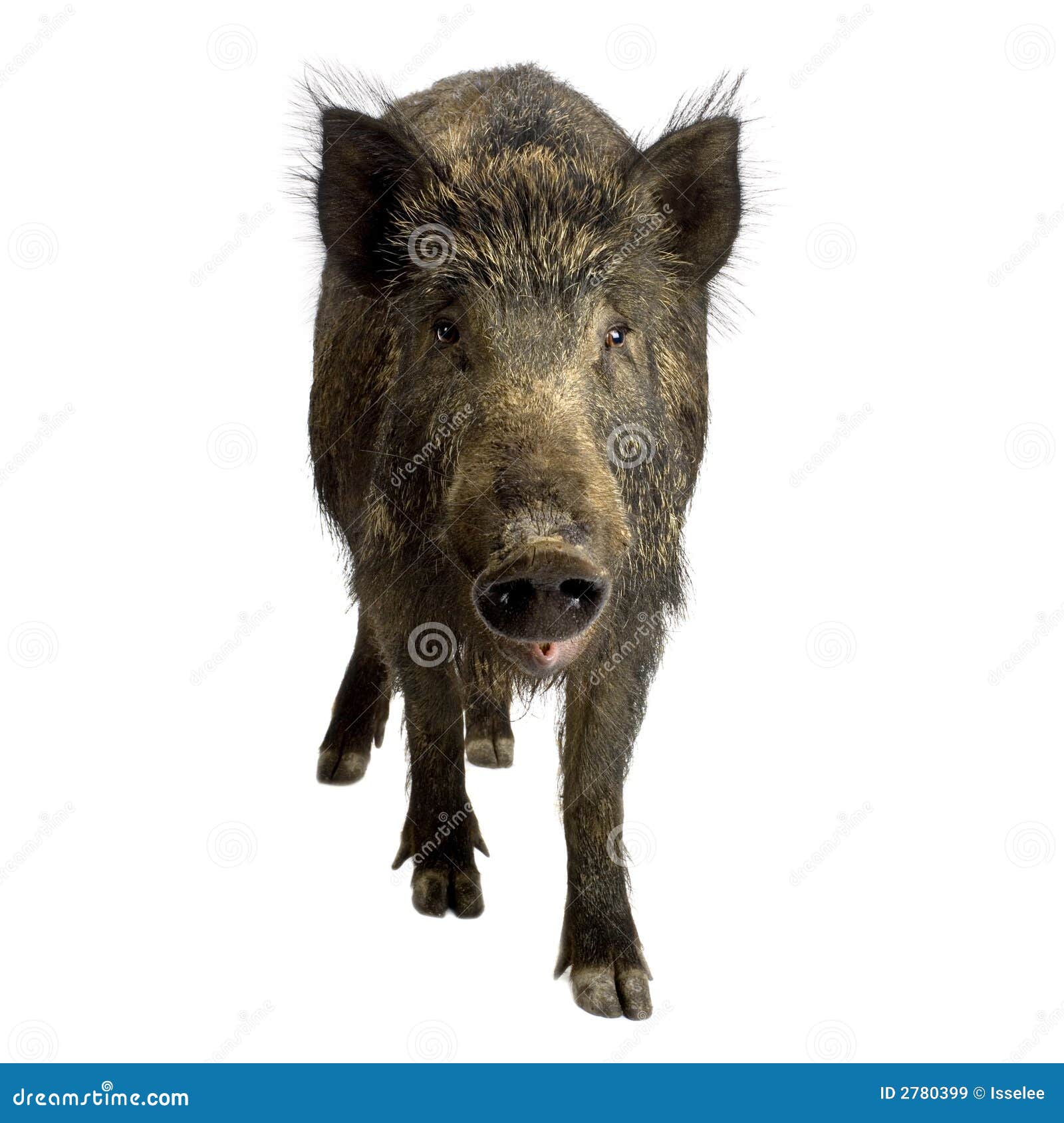 Verraco salvaje imagen de archivo. Imagen de blanco, cerdo - 2780399