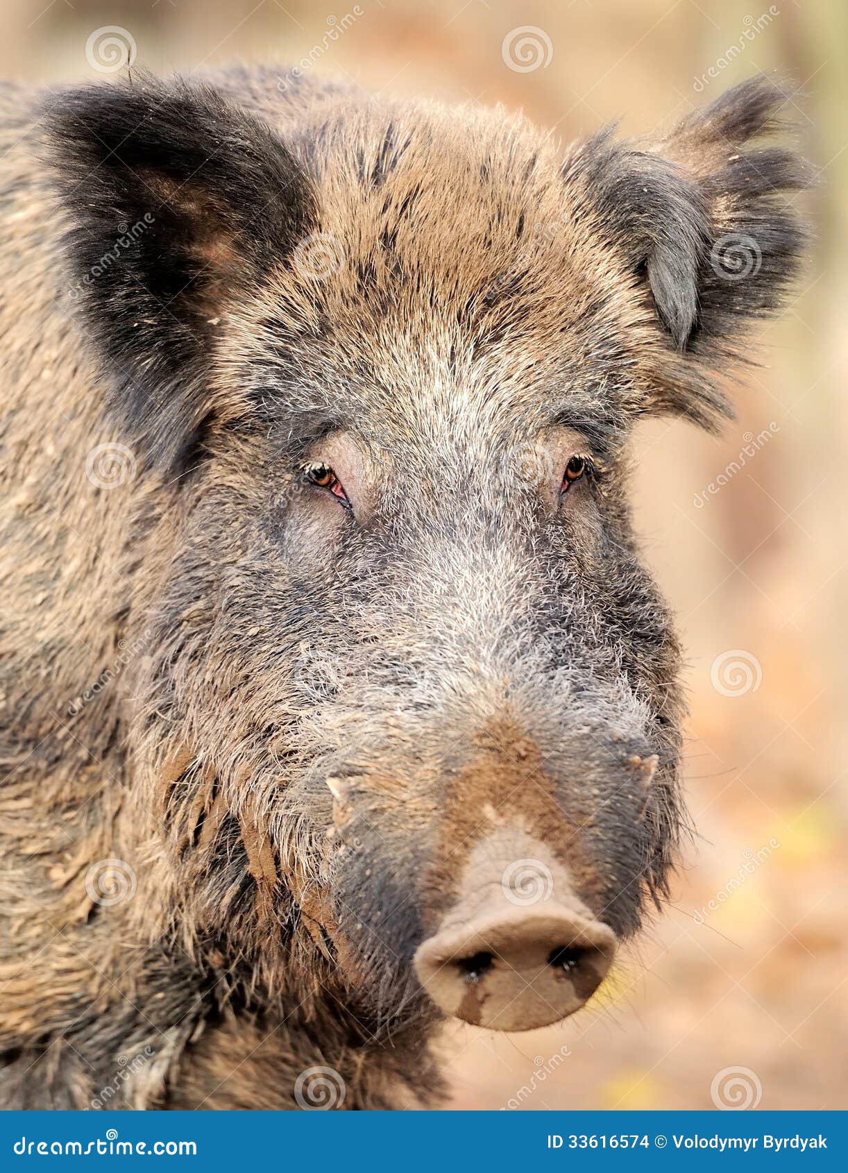 Verraco salvaje foto de archivo. Imagen de amarillo, salvaje - 33616574
