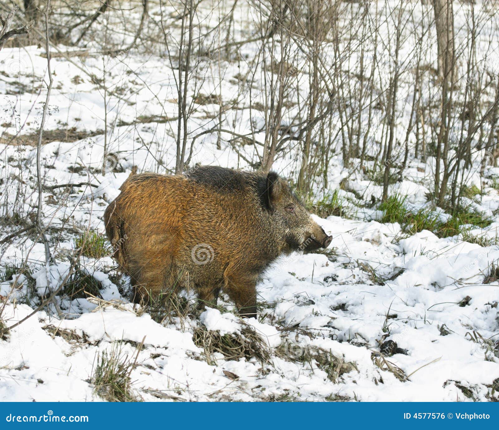 Verraco salvaje foto de archivo. Imagen de piel, cerdo - 4577576