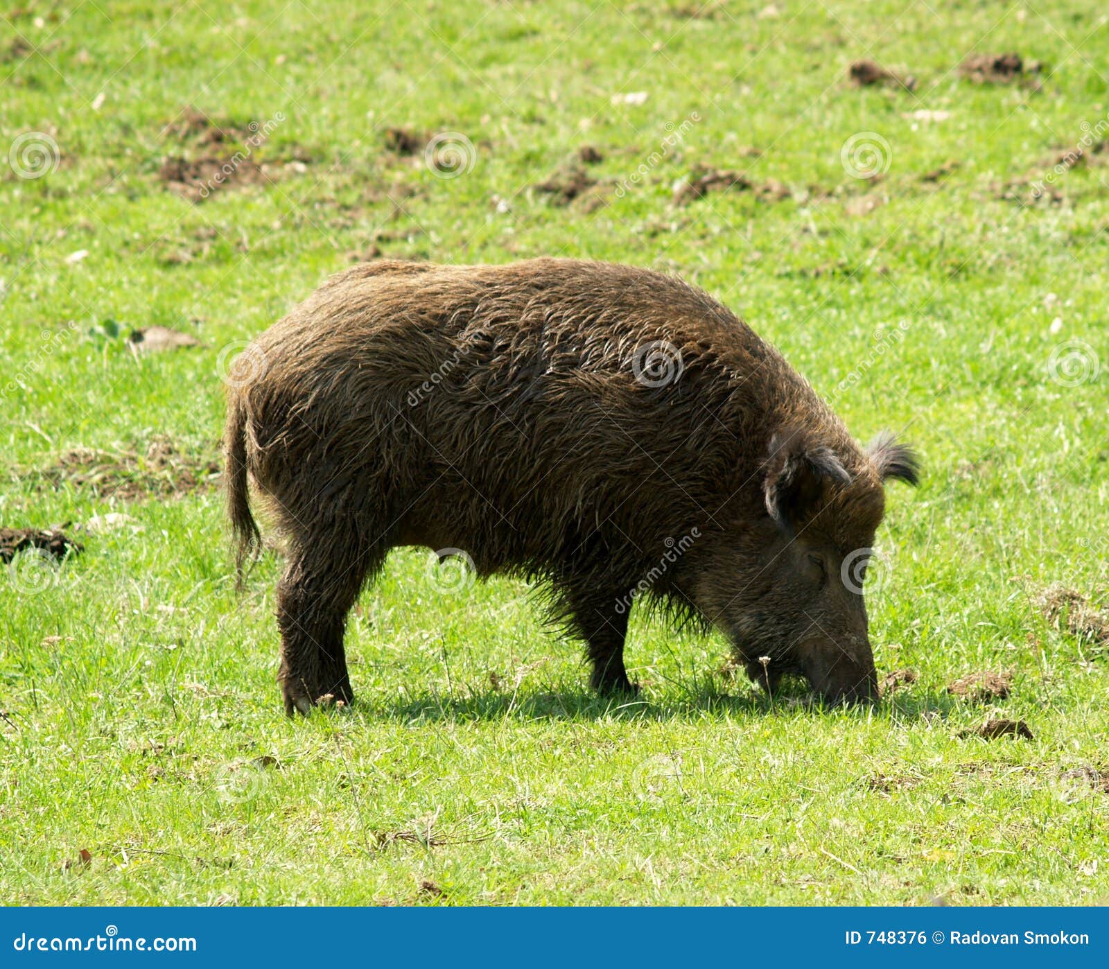 Verraco salvaje foto de archivo. Imagen de colmillo, cerdo - 748376