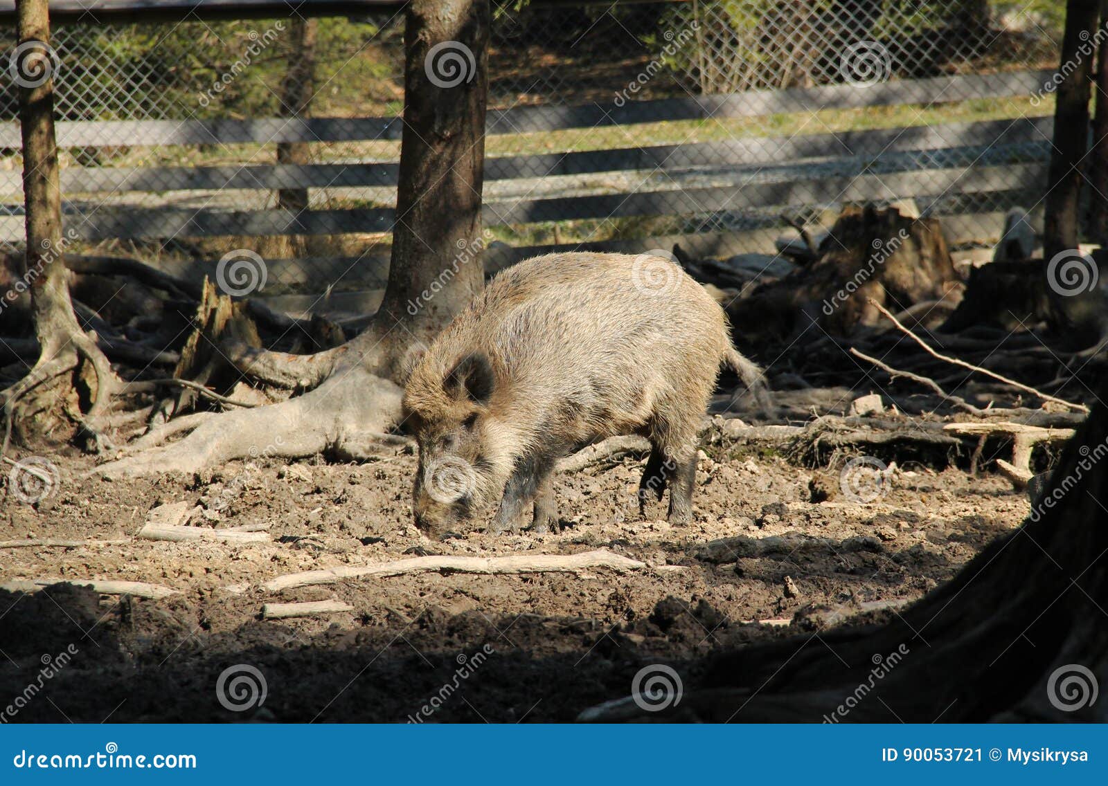Verraco salvaje imagen de archivo. Imagen de cerdo, cerdos - 90053721