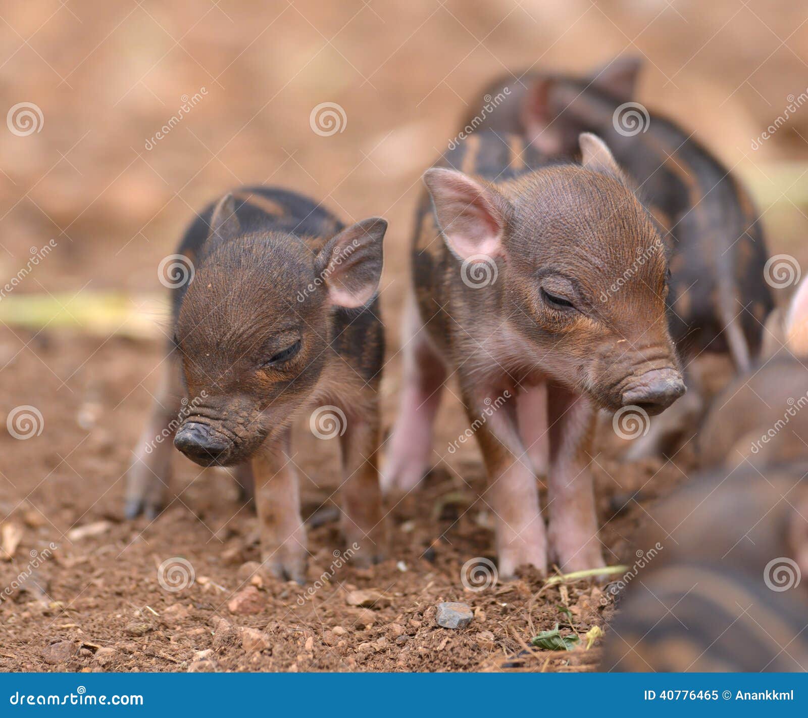 Verraco salvaje del bebé imagen de archivo. Imagen de exterior - 40776465