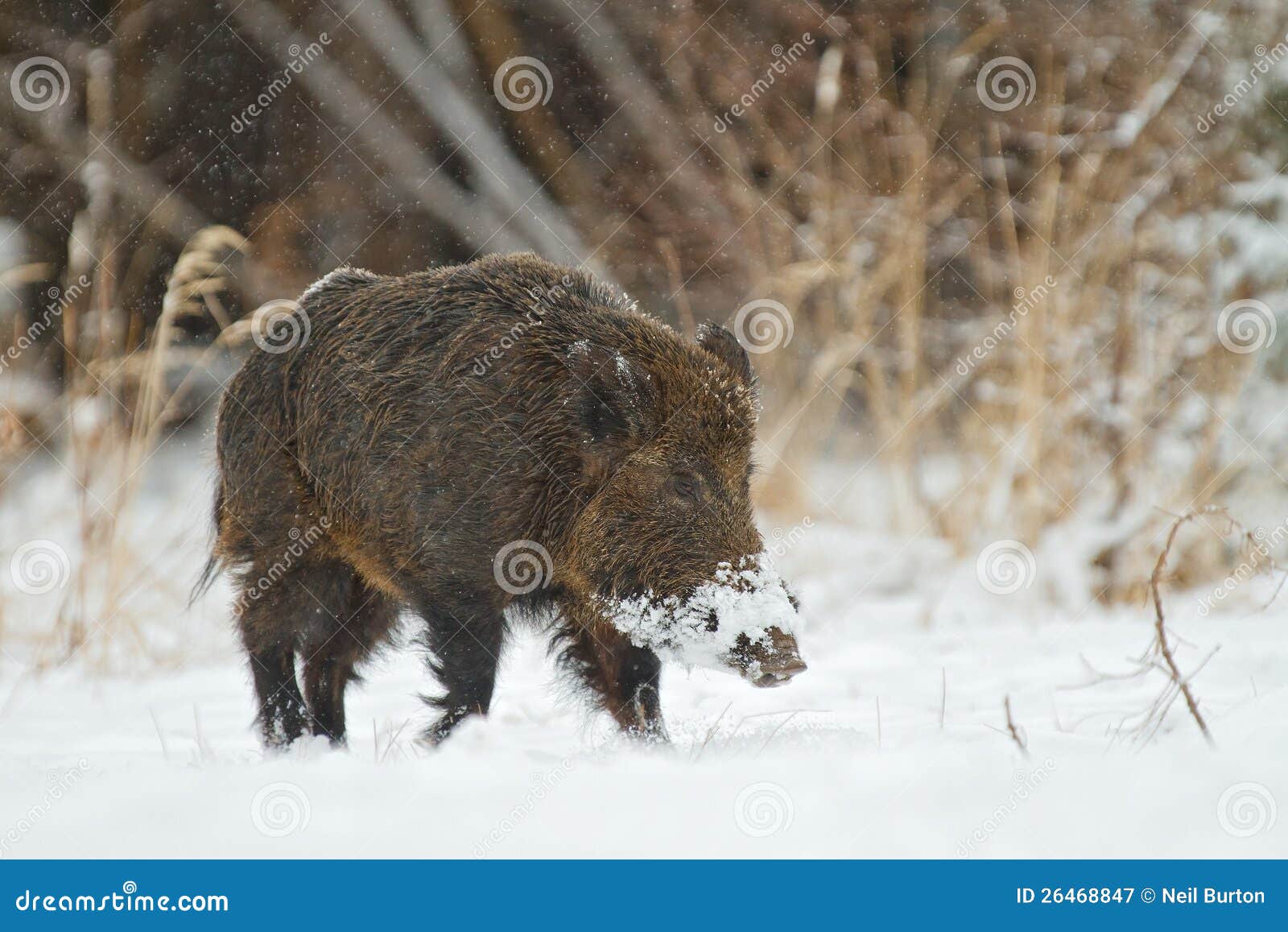Verraco salvaje en nieve imagen de archivo. Imagen de carga - 26468847