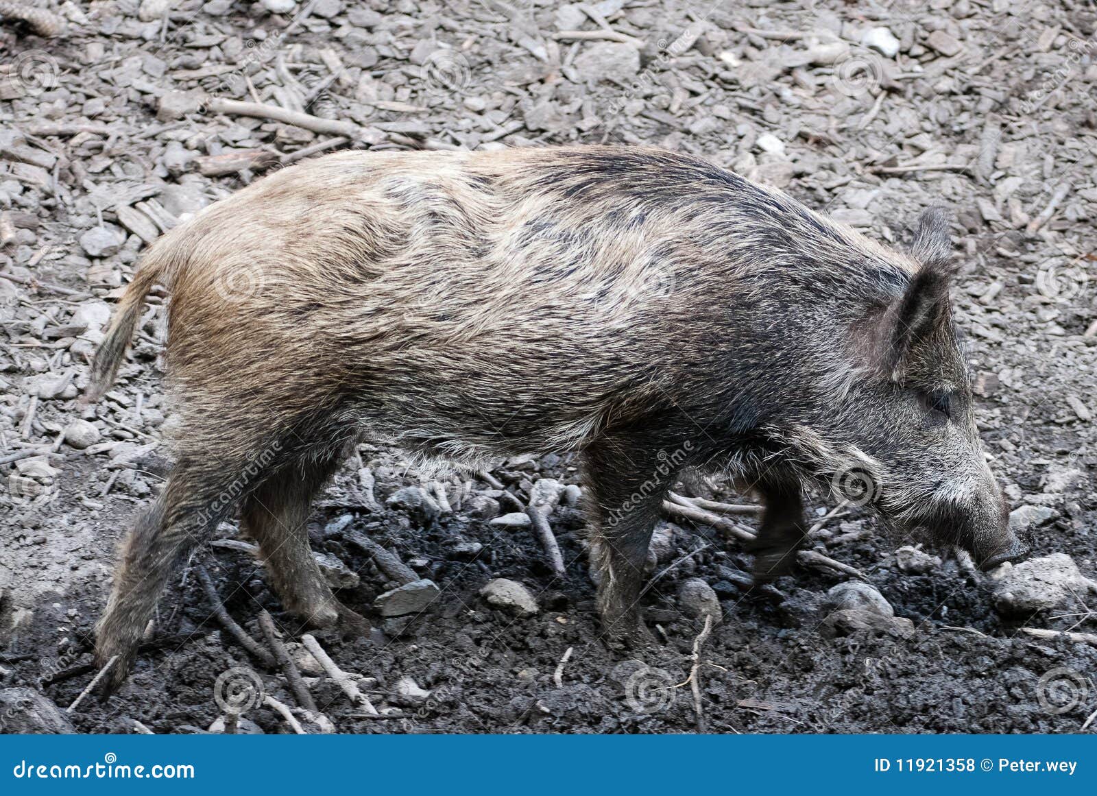 Verraco salvaje joven foto de archivo. Imagen de fauna - 11921358