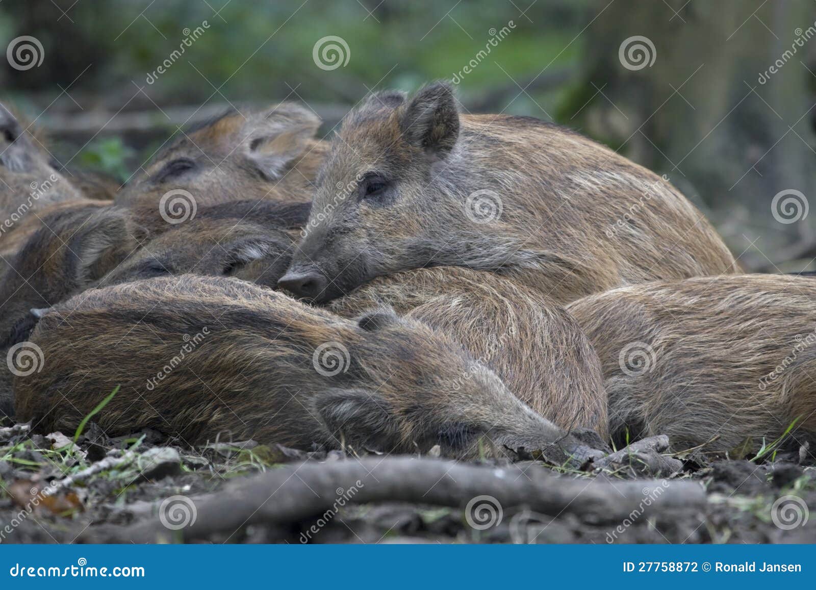 Verraco salvaje joven foto de archivo. Imagen de neerlandeses - 27758872