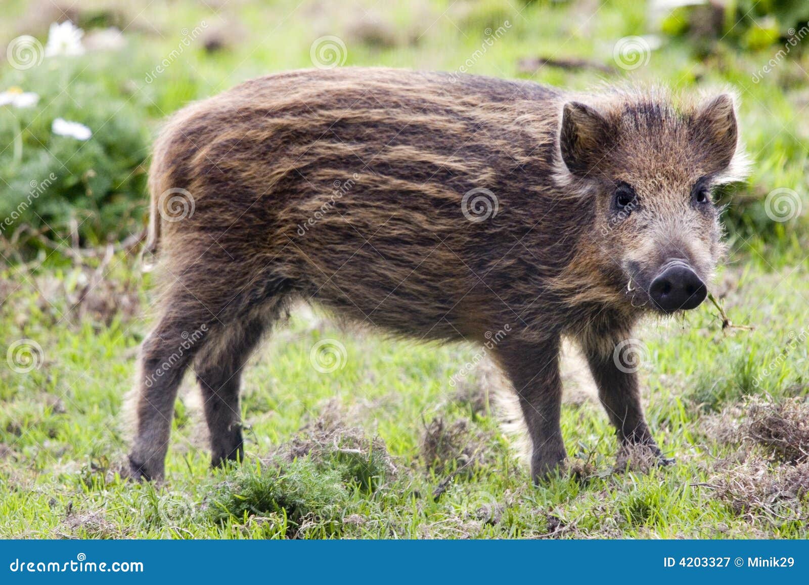 Verraco salvaje joven imagen de archivo. Imagen de verraco - 4203327