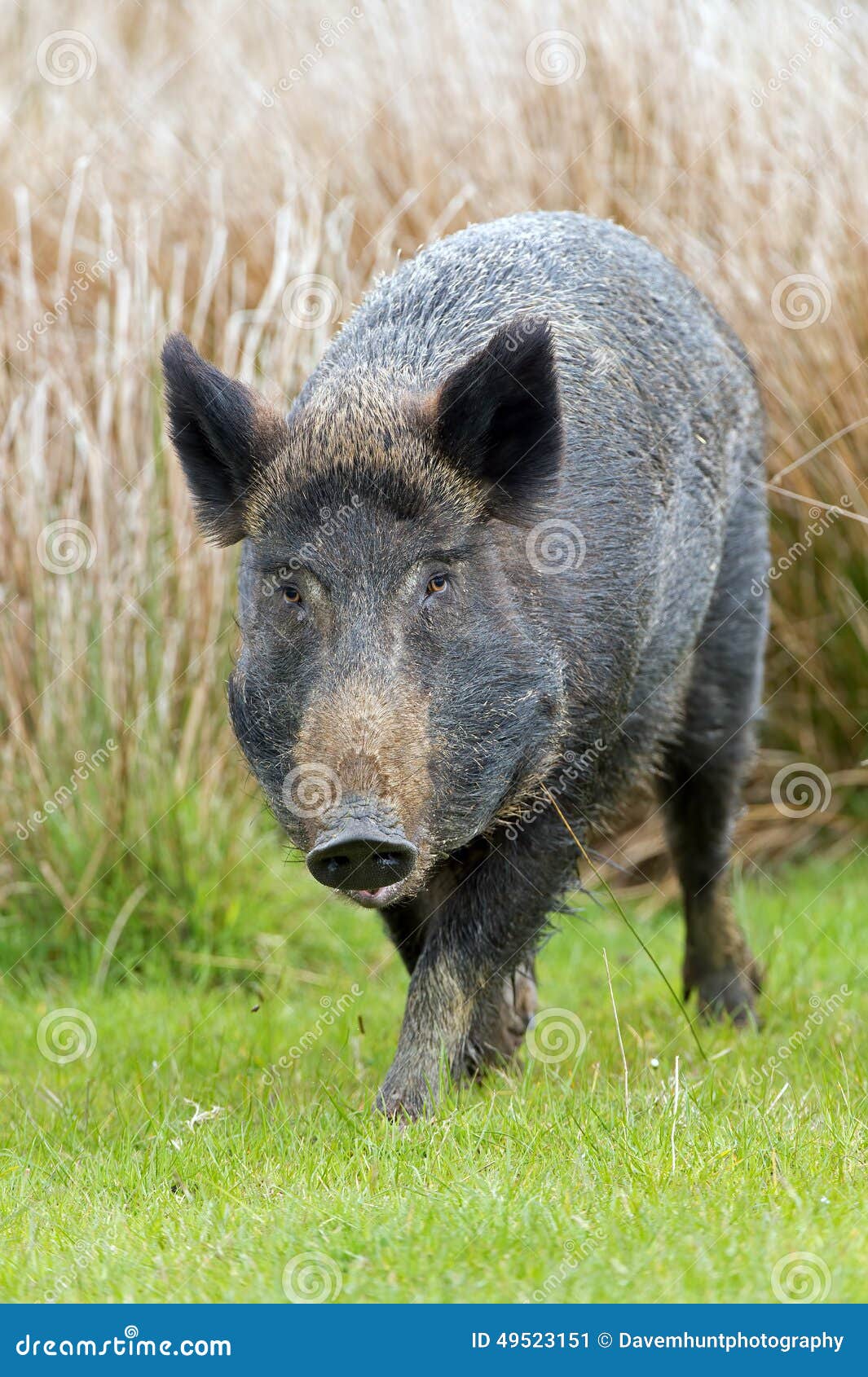 Verraco Salvaje (scrofa Del Sus) Imagen de archivo - Imagen de cerdos ...