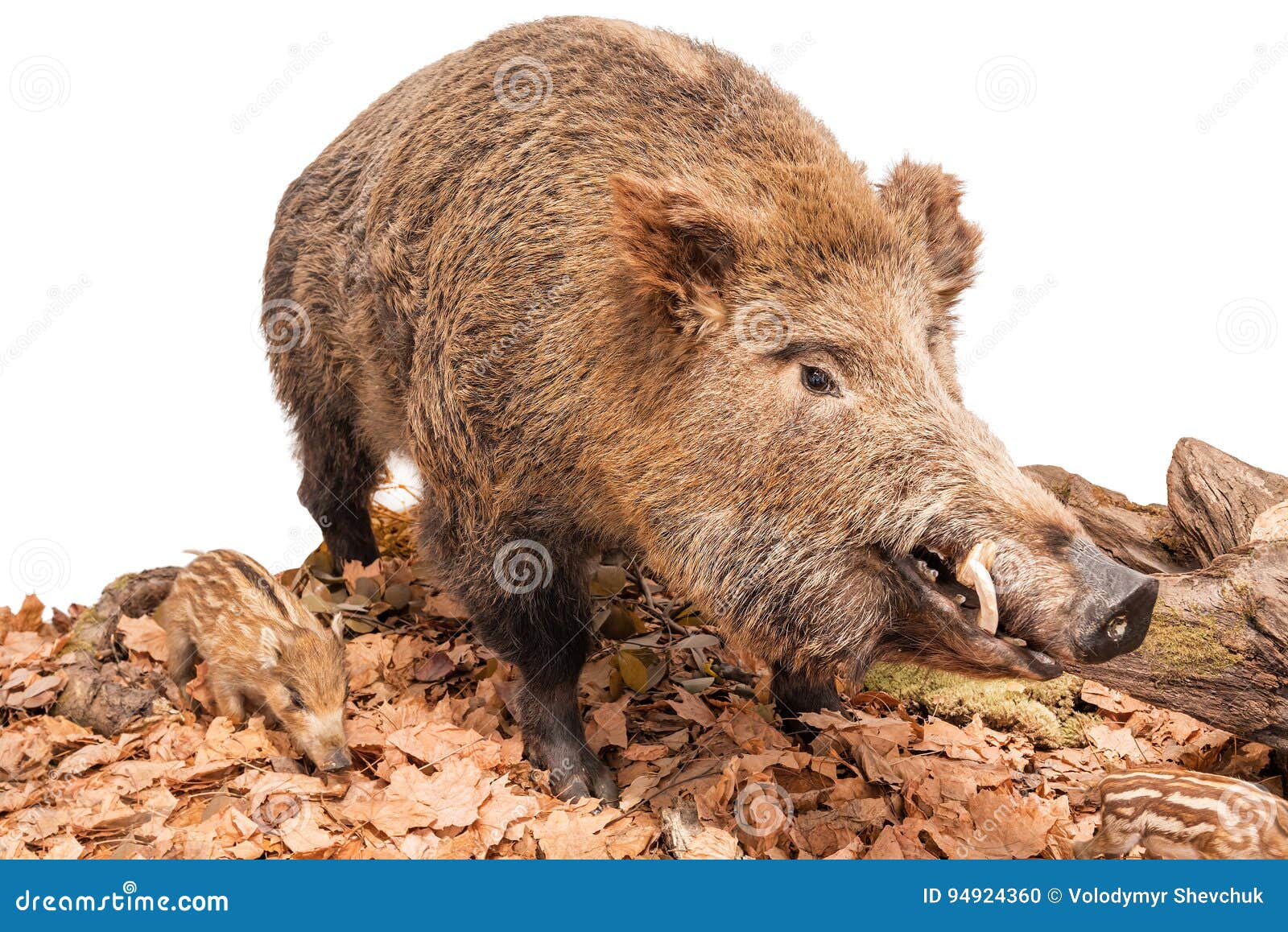 Verraco vivo en blanco foto de archivo. Imagen de cerda - 94924360