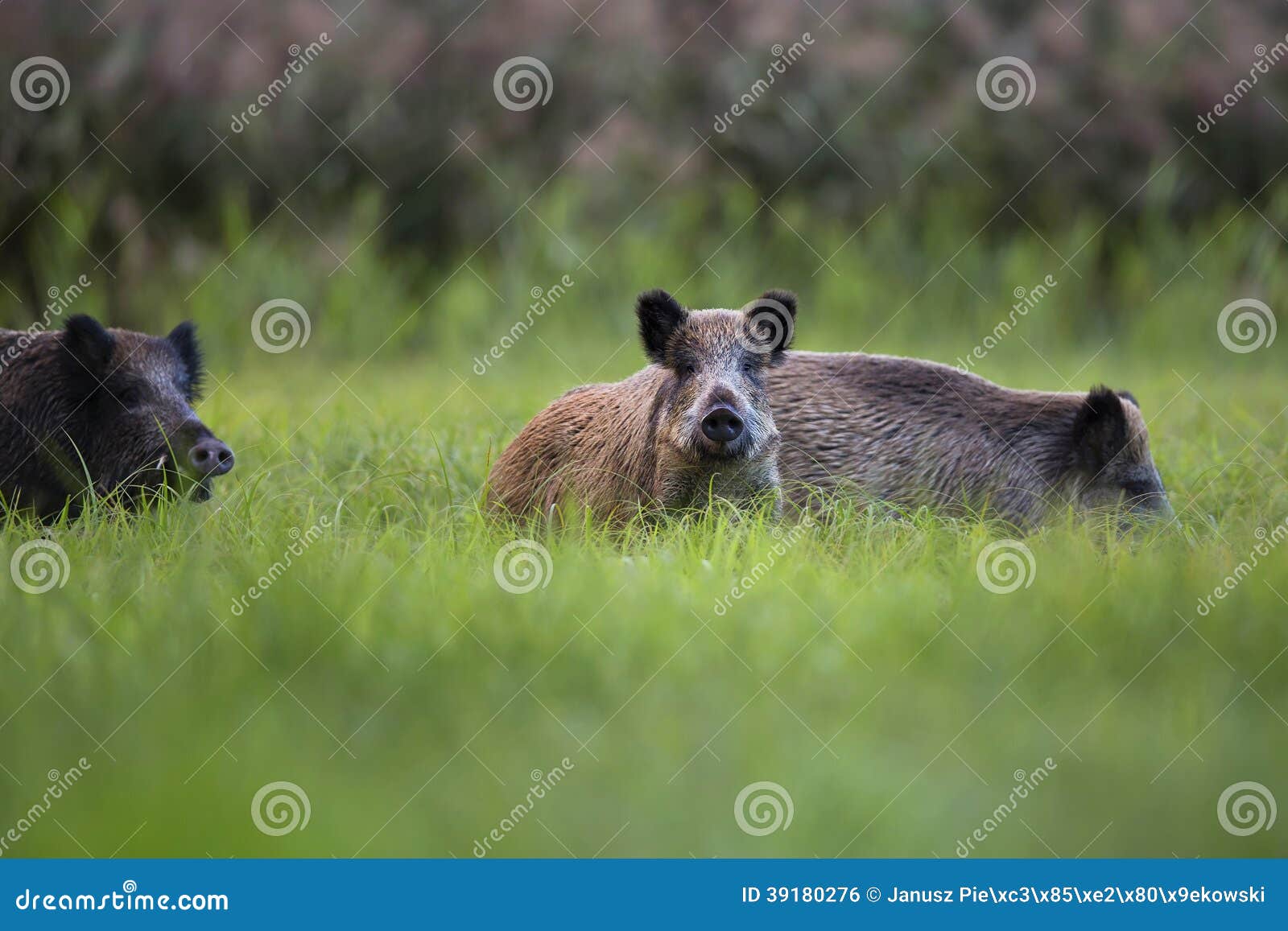 Verracos en el salvaje foto de archivo. Imagen de verde - 39180276