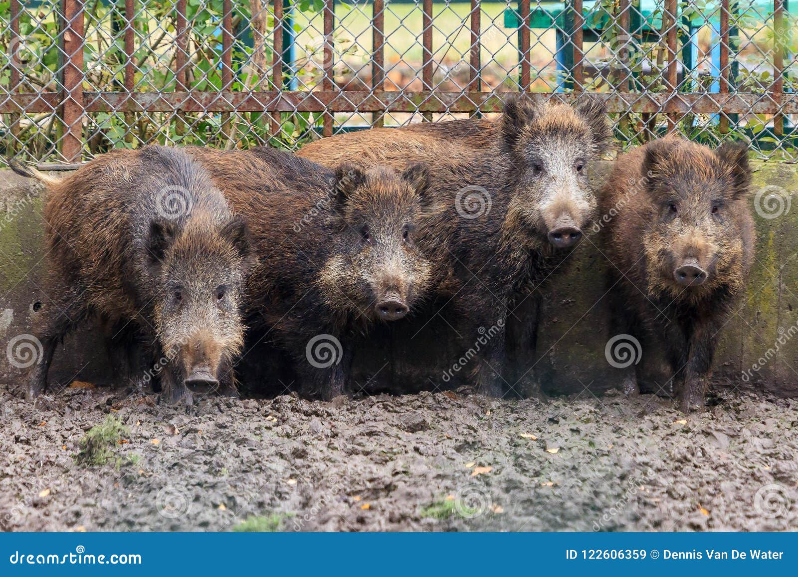 Verracos salvajes jovenes imagen de archivo. Imagen de hermoso - 122606359