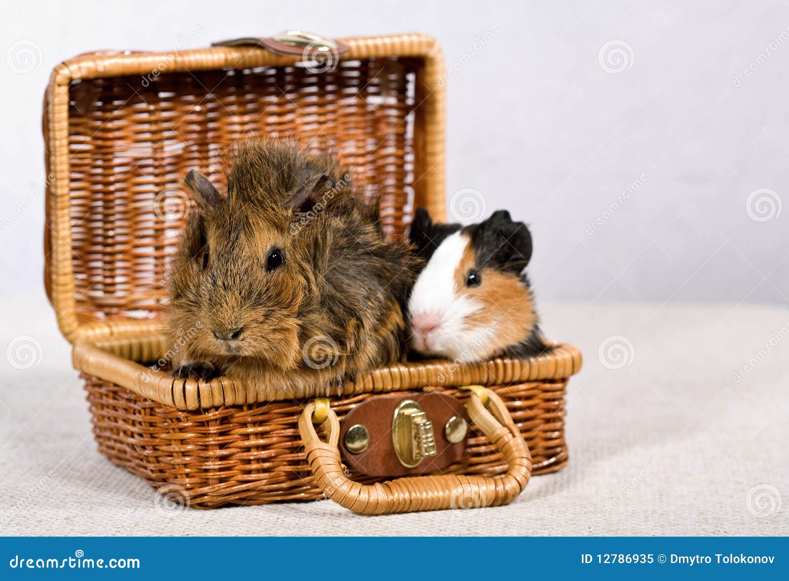 Verrassing van de doos. stock afbeelding. Image of varken - 12786935