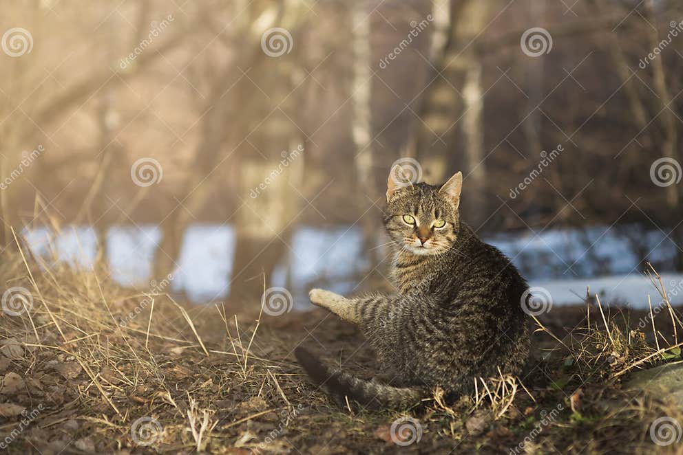 Verraste kat in bos stock foto. Image of portret, haar - 50396636