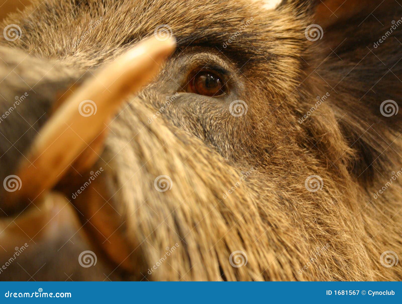 Verrat image stock. Image du verrat, porc, chasse, chasseur - 1681567