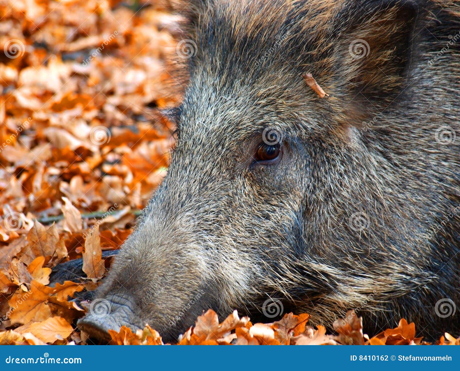 Verrat photo stock. Image du chasse, mort, isolement, hoofs - 8410162