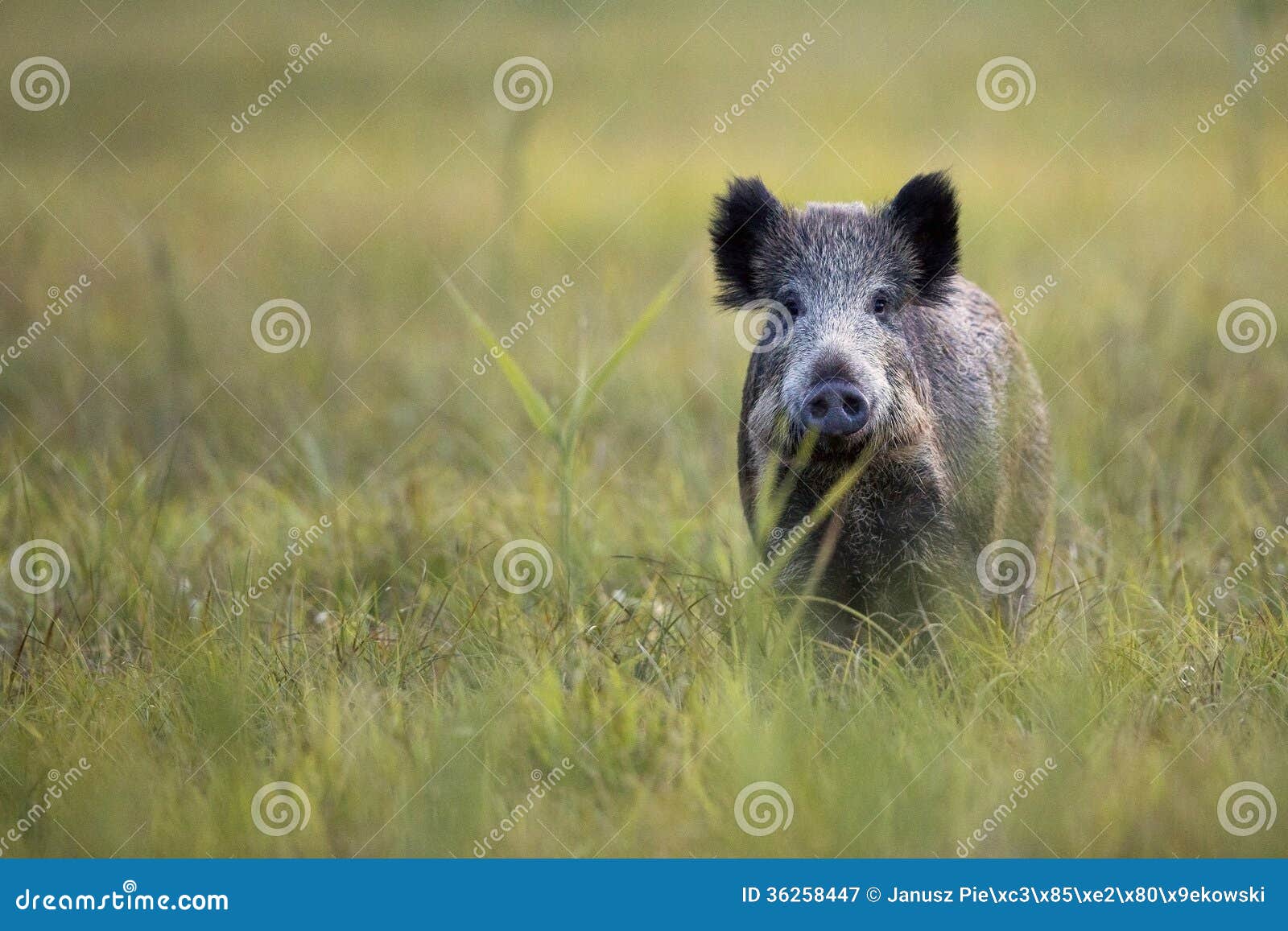 Verrat dans le sauvage image stock. Image du rester, effacement - 36258447